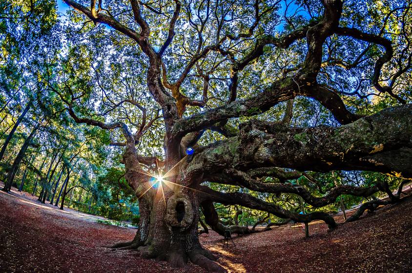 This 4,000-Year-Old Tree Witnessed The Rise And Fall Of One Of History ...