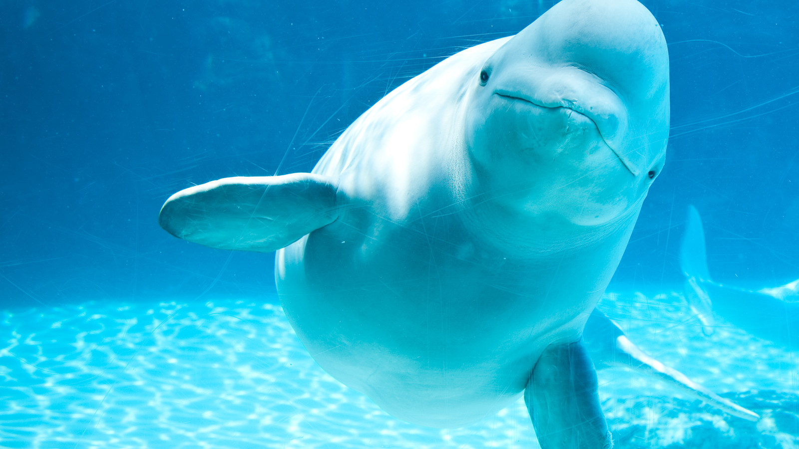 This View Of A Beluga Whale Explains Why Sailors Believed Mermaids Were ...