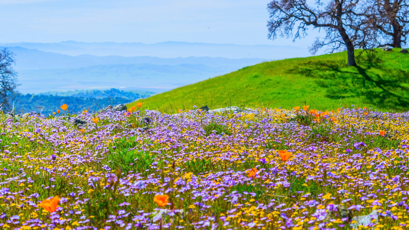 Northern California's Largest State Park Is At Its Best In Spring