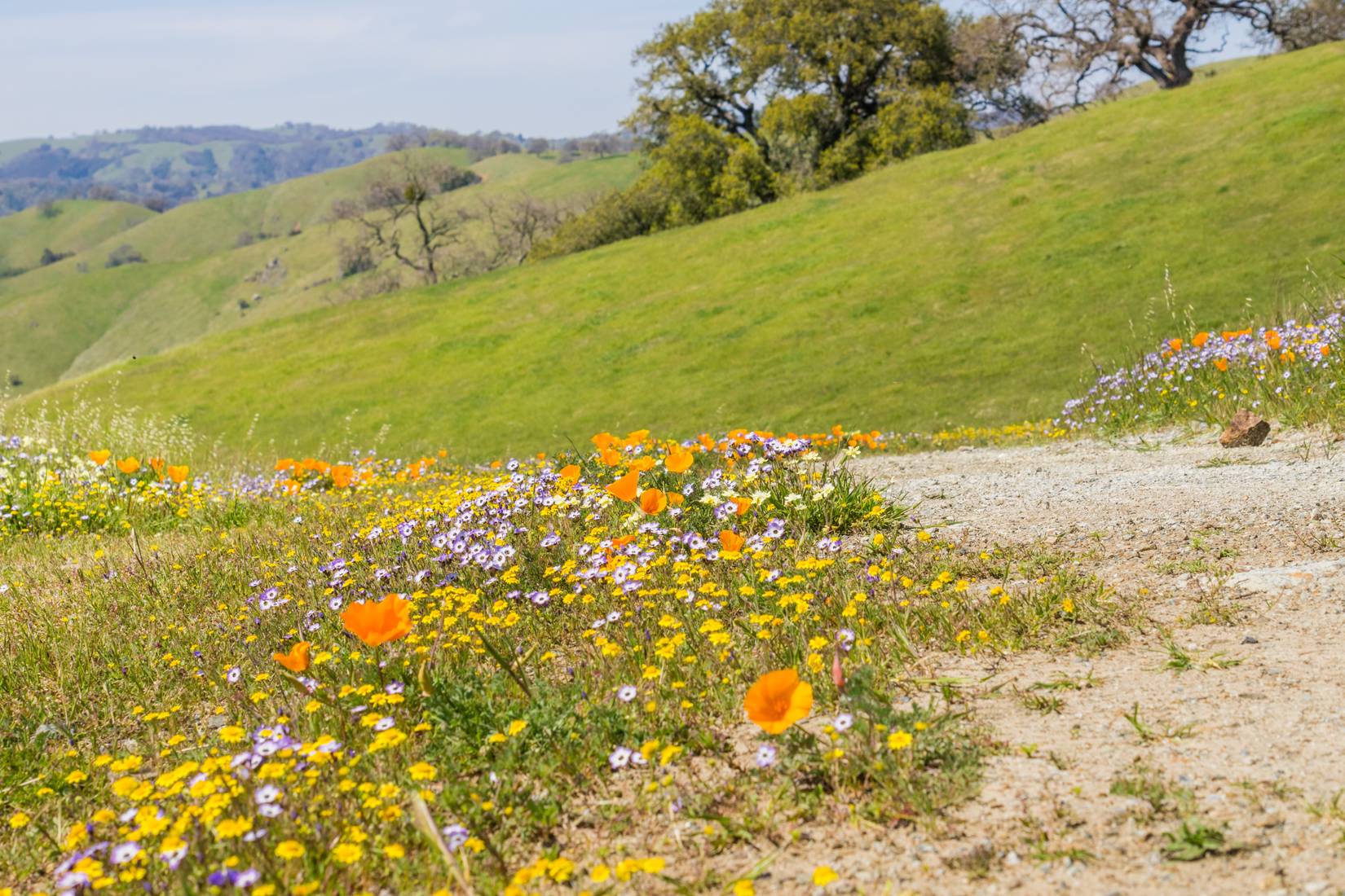 Northern California's Largest State Park Is At Its Best In Spring