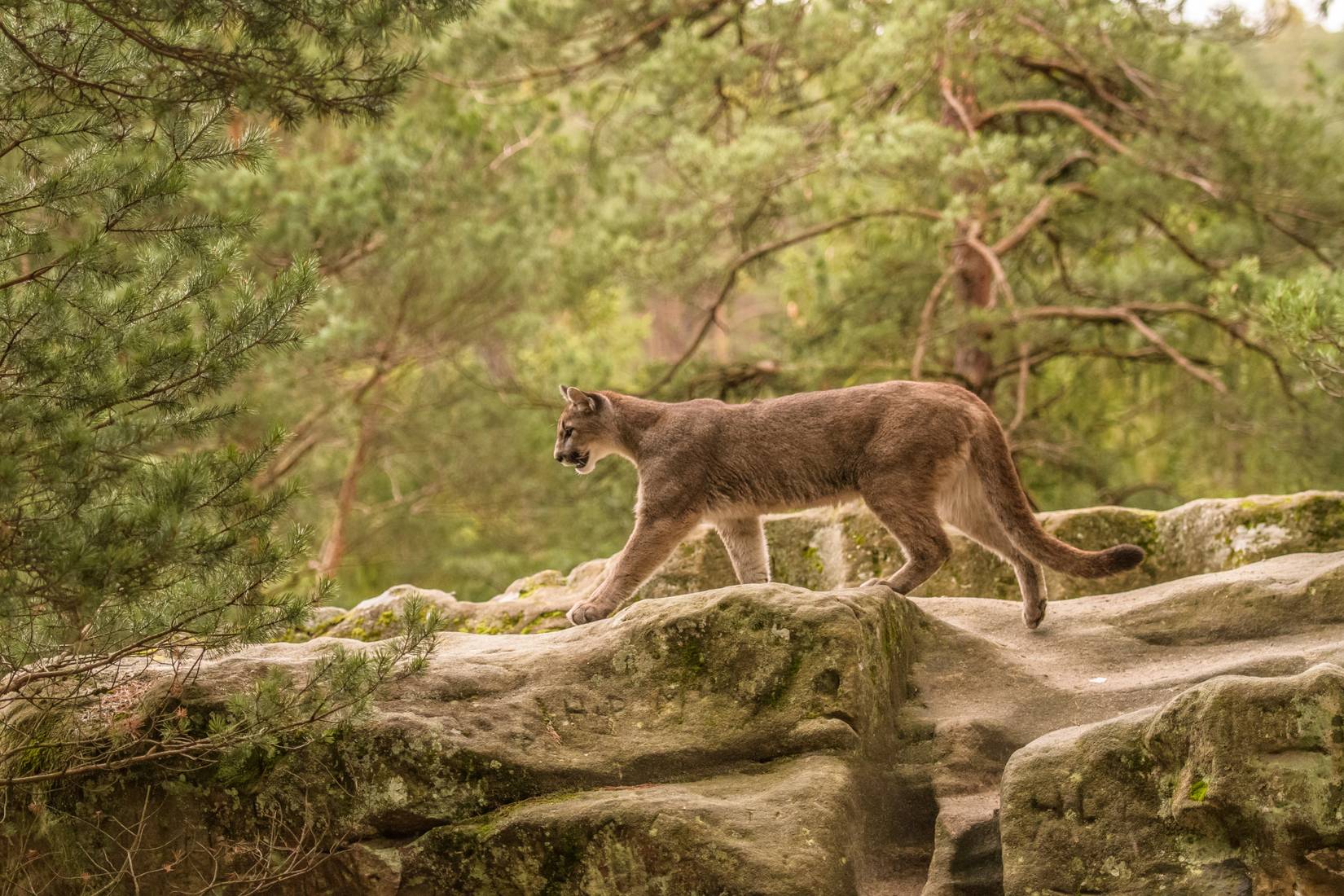 It's Not Looking Good For Florida's Rarest Animal In The Wild
