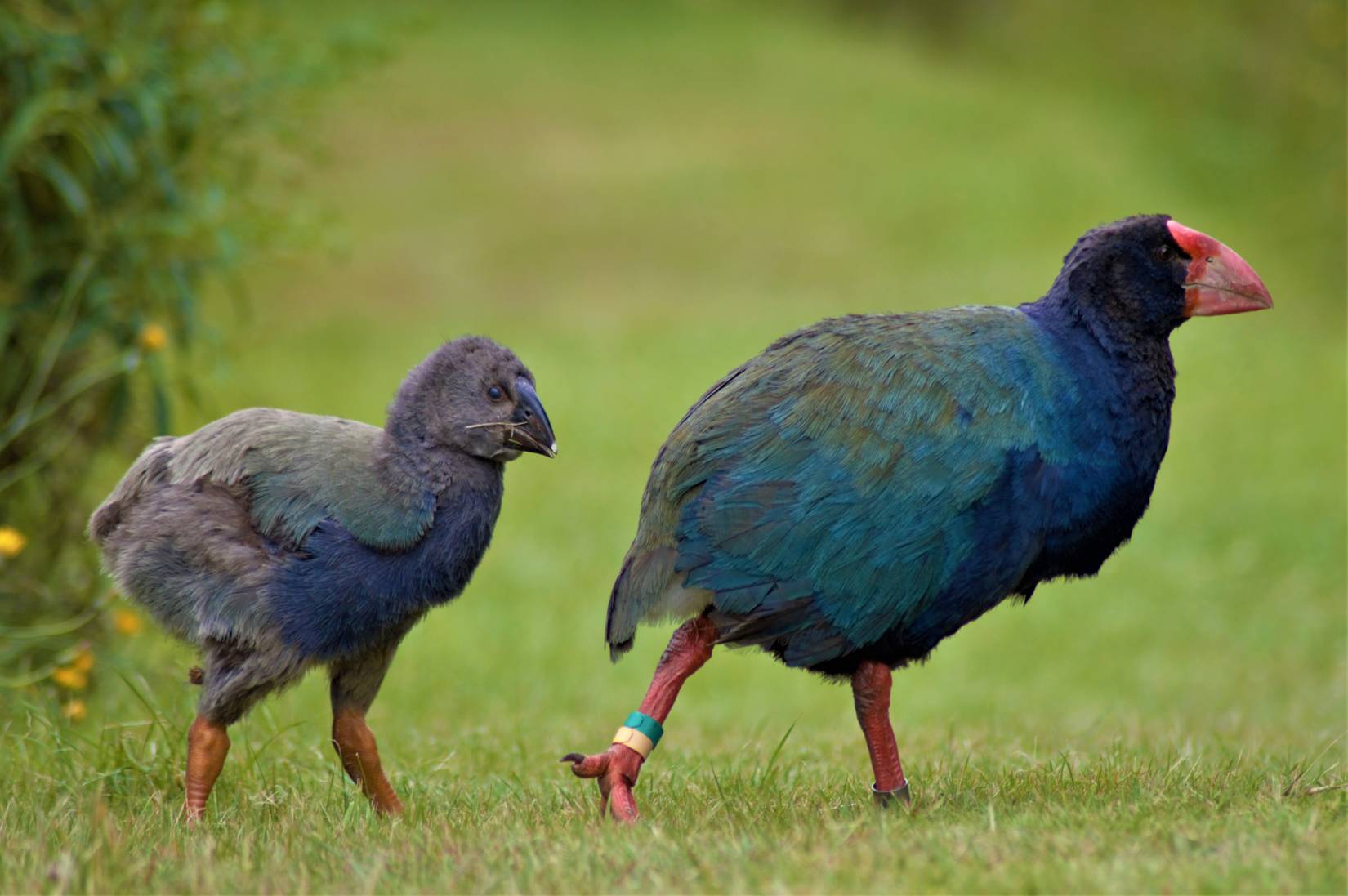 Prehistoric Bird Shocks Experts With Return To New Zealand After Going ...