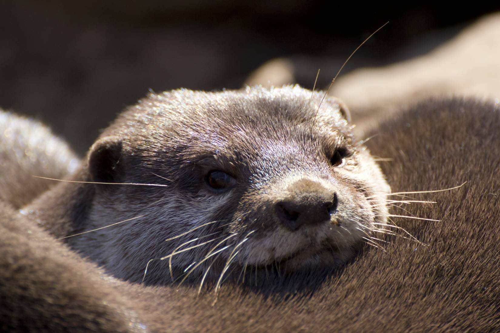 The World's Smallest Otter Spotted For The First Time In 186 Years, And ...