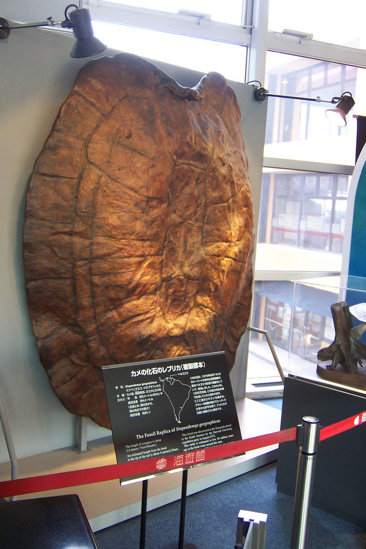 The World's Largest "Car-Sized" Turtle Could Eat You In One Bite