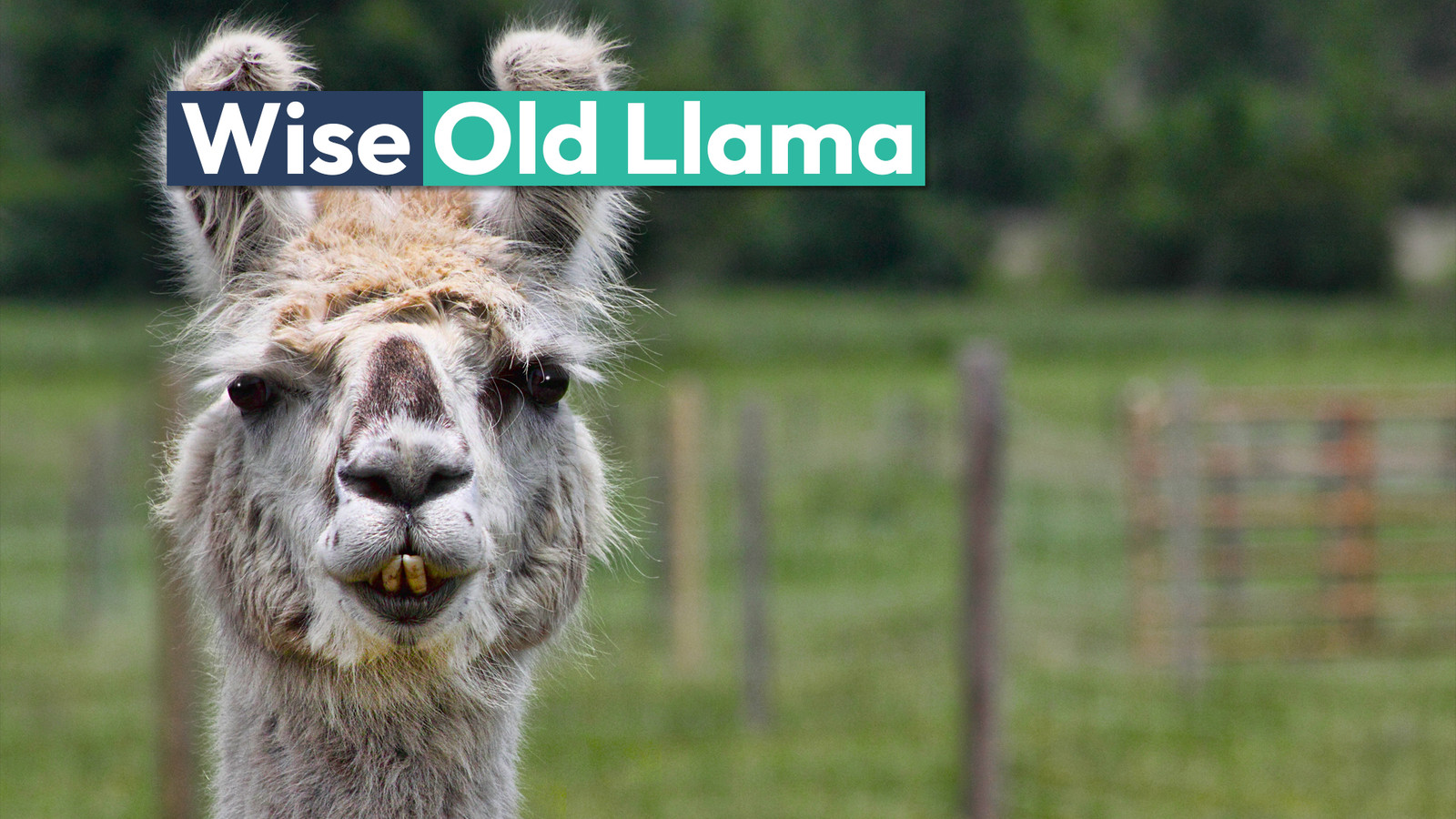 World's Oldest Llama Has An Important Job In North Carolina