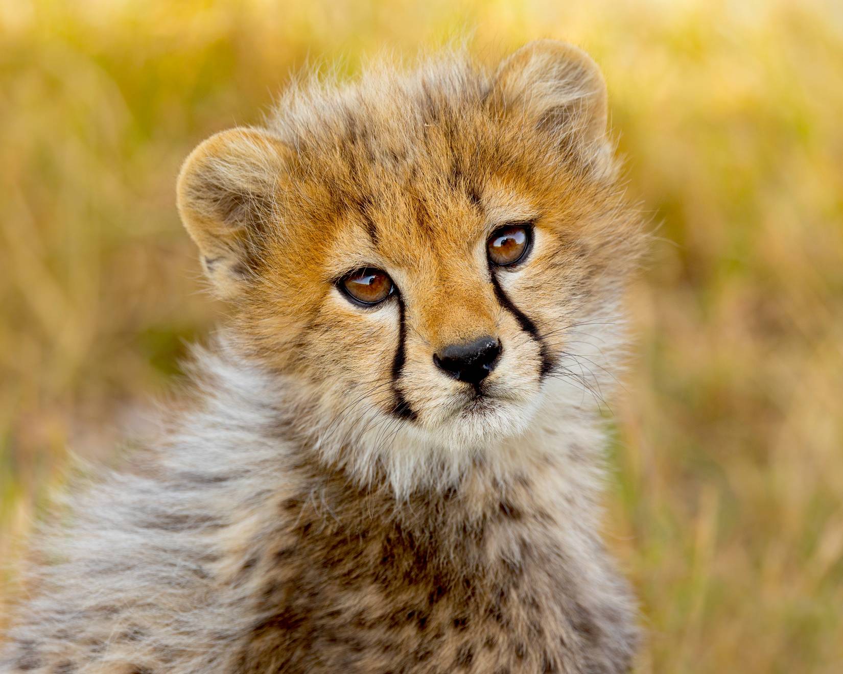 The World's Fastest Animal Isn't Actually The Cheetah