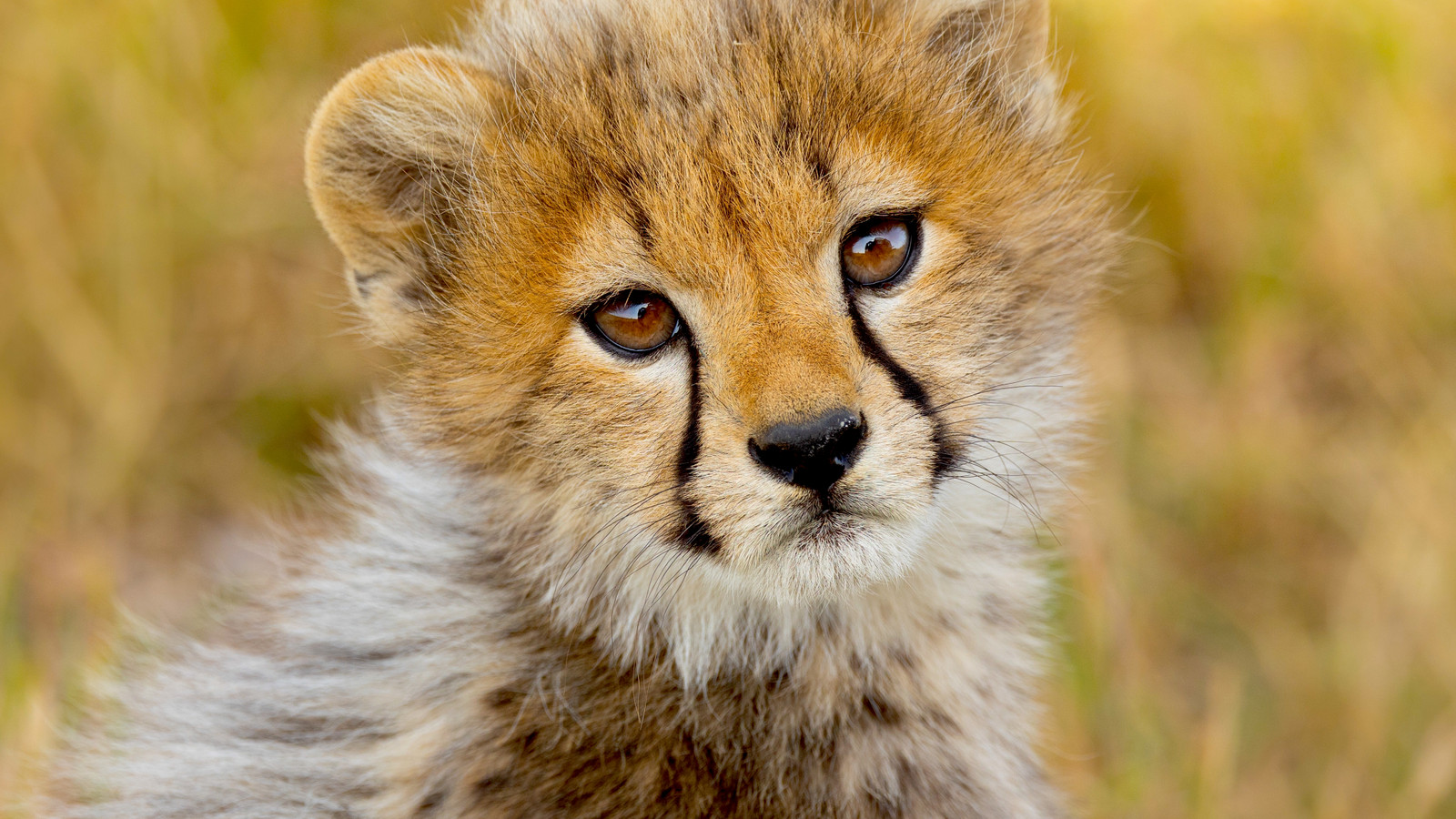 Cheetah Cub Rescued Just In Time, Before Being Sold Into The Illegal ...