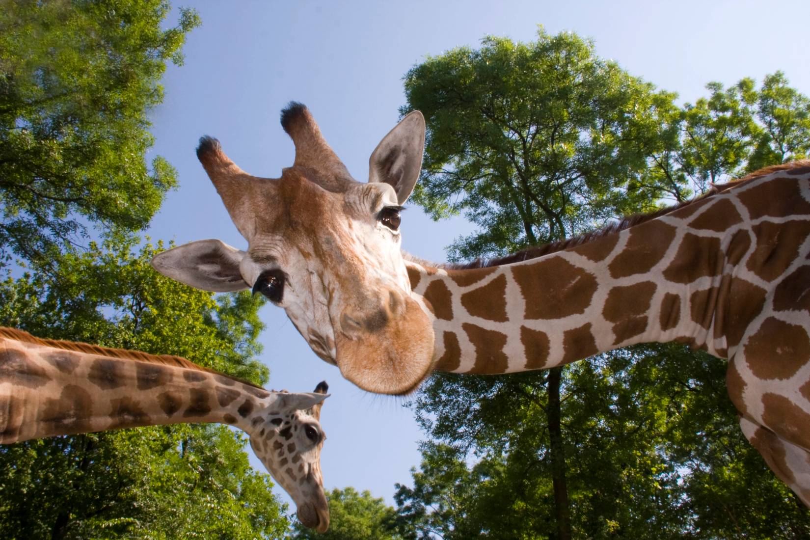 The World's Last White Giraffe Is Fitted With A GPS Tracker For A ...