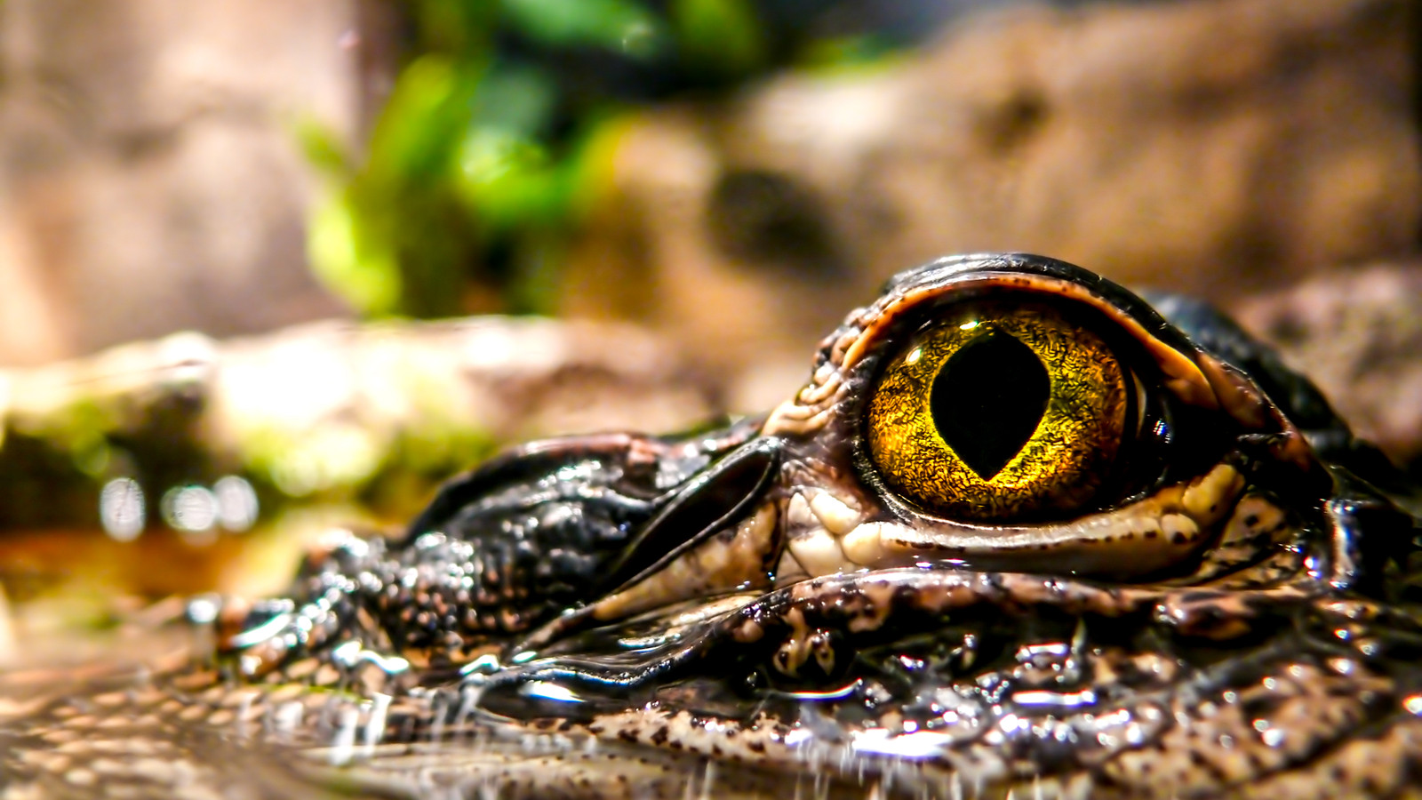 Scientists Celebrate A "Totally Unexpected" Discovery On A Remote ...