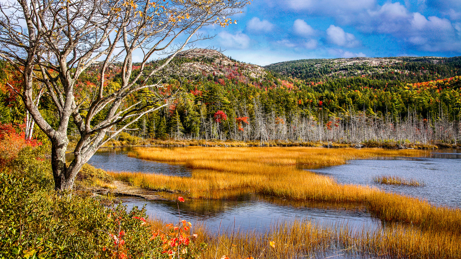 Acadia National Park Owes Its Existence To A Very Surprising, Often ...