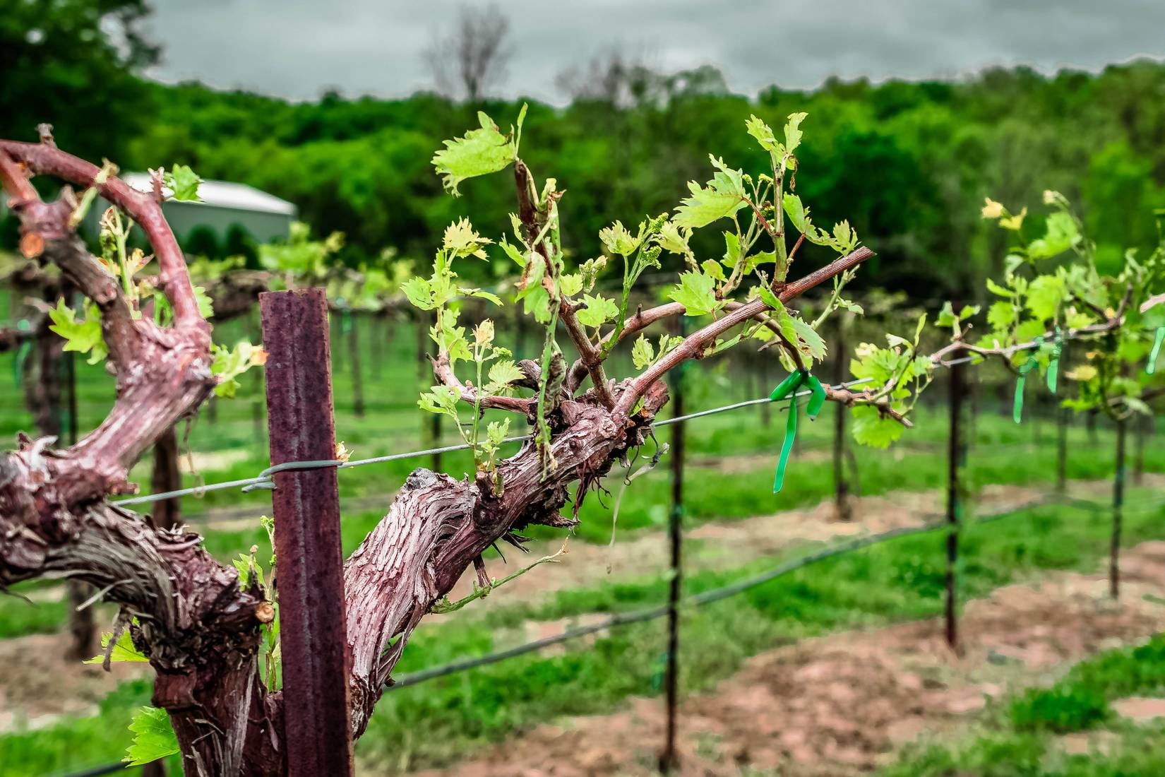 The "Napa Valley" Of Missouri Was The USA's First Wine Region—So Why ...
