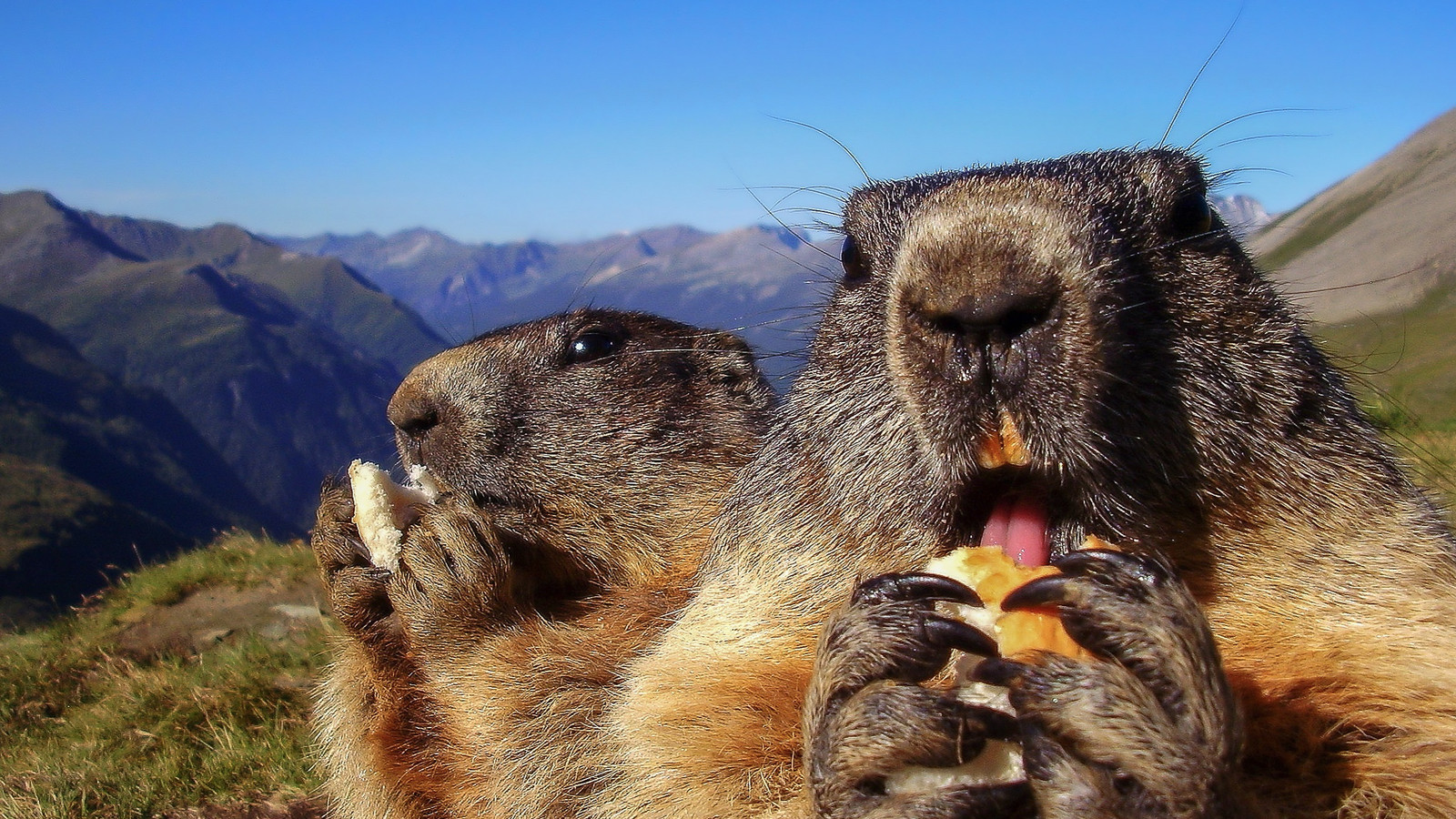Chunk The Groundhog Steals A Gardener's Crops And Eats In Front Of A Camera