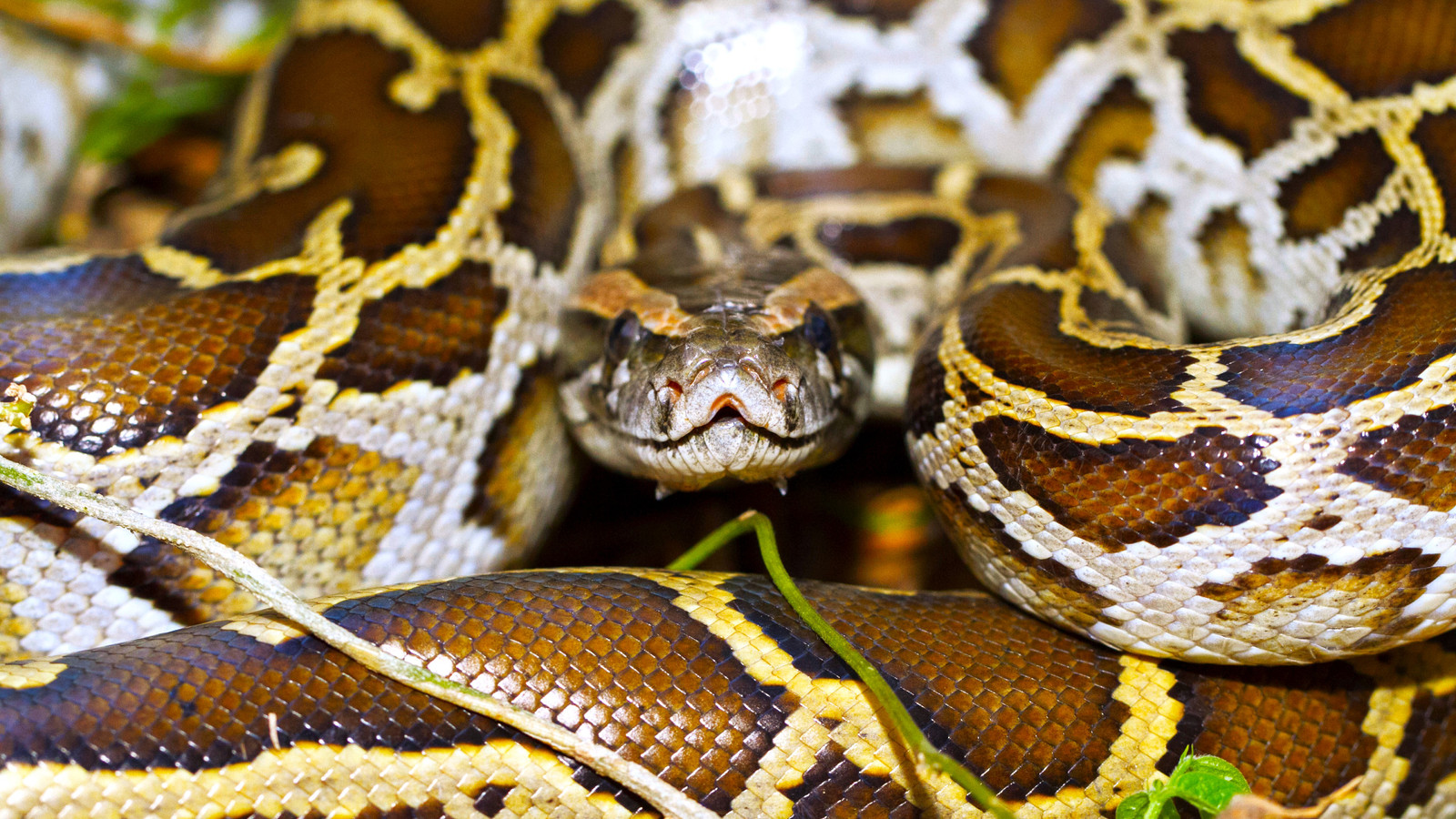 Invasive Burmese Python In Florida Was One Of The Largest Ever Captured