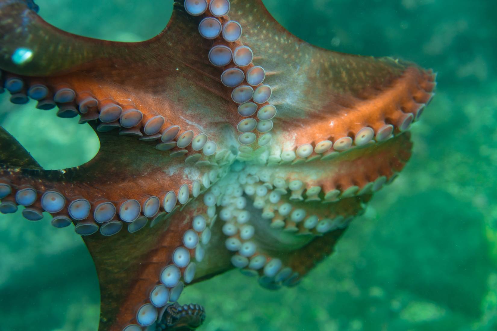 Scientists Scanned A 165-Million-Year-Old Octopus Fossil And Found ...