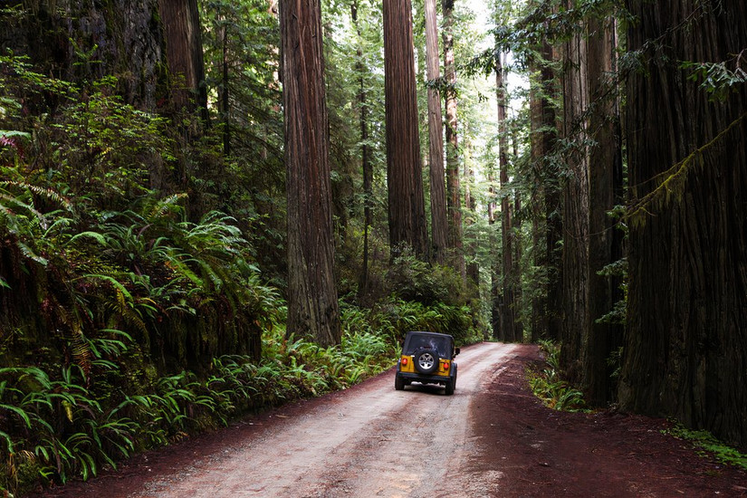 Skip California: This State's Little-Known Redwood Trails Are Quieter ...