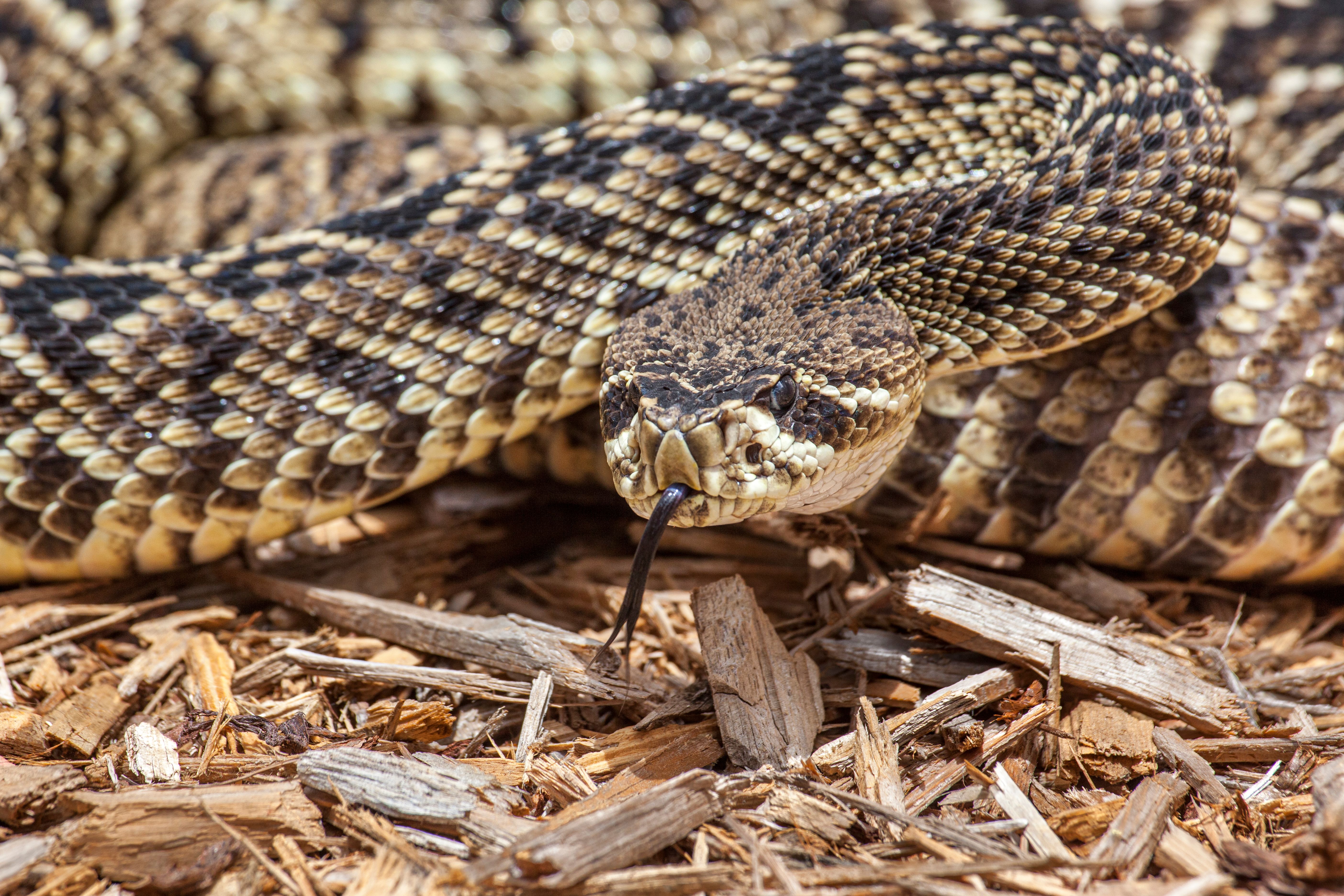 Killer Snakes Of North America Worldatlas