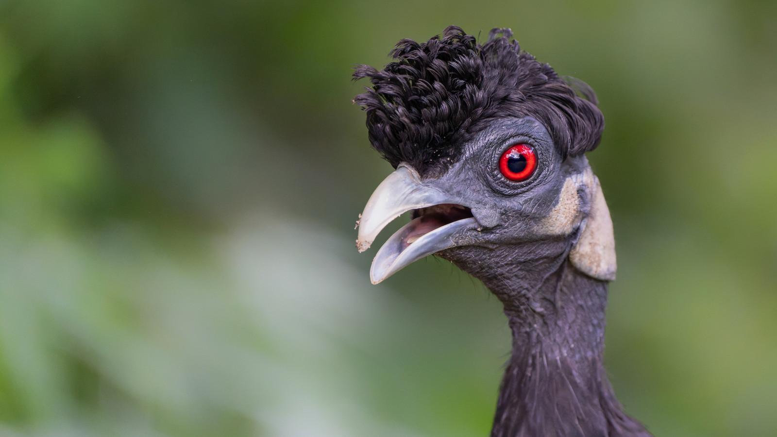 The Bird With The Most Handsome Hairdo Looks Like A Member Of A Cheesy ...