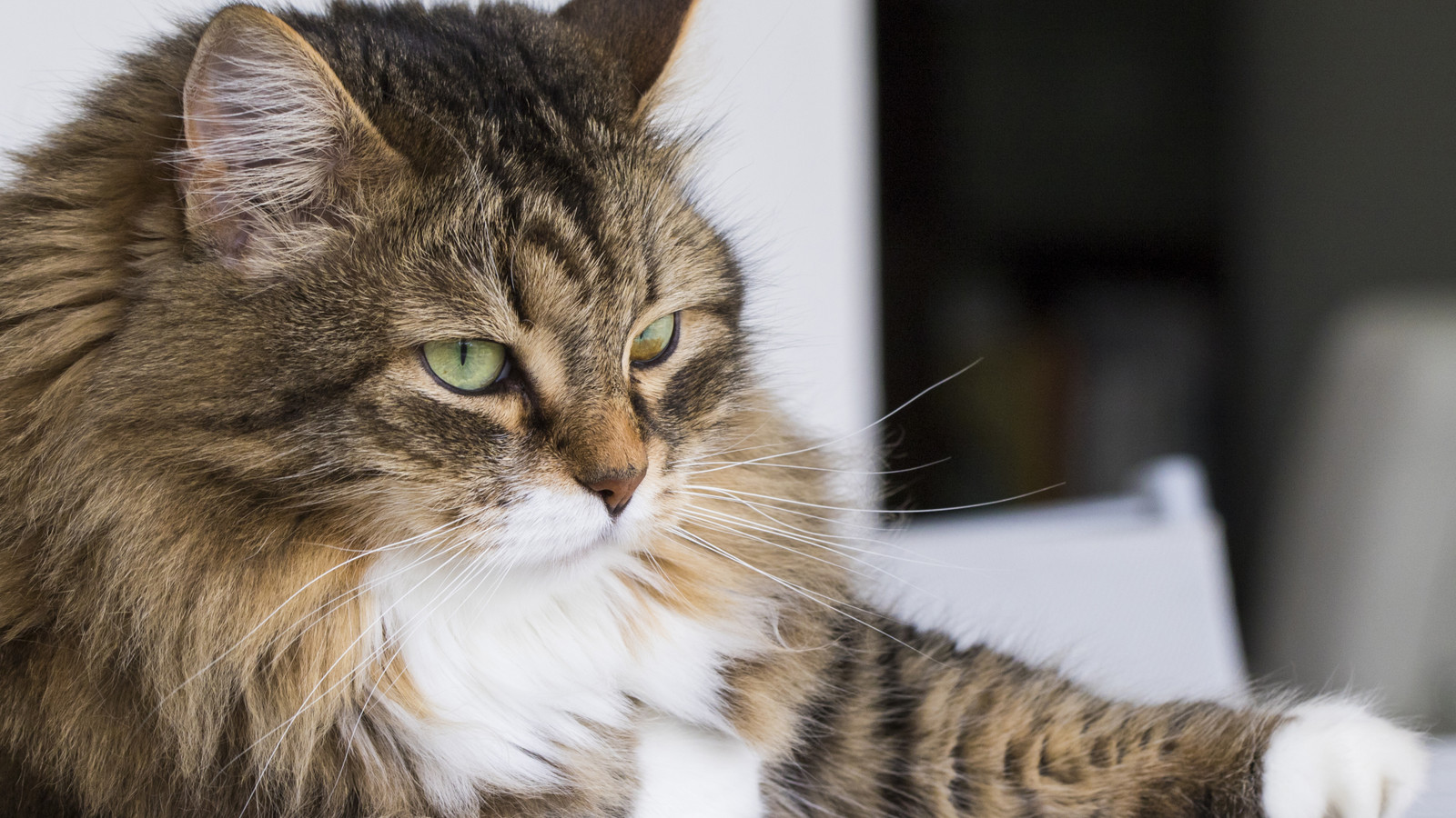 12-Year-Old "Miracle" Cat Survives 400-Foot Fall In Bryce Canyon