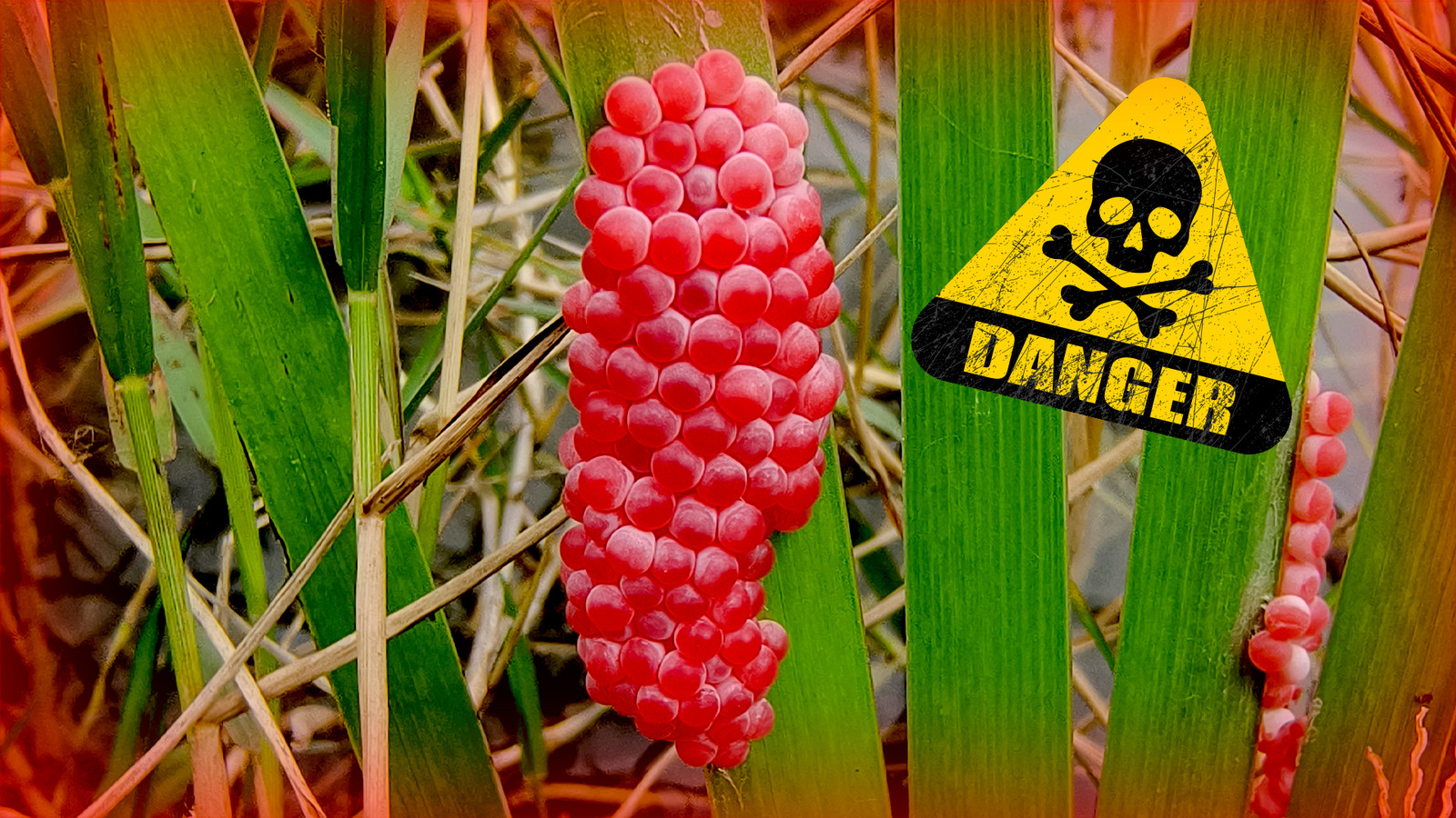 Texas Wants Your Help Exterminating A Dangerous Invader's "Pink Goo"