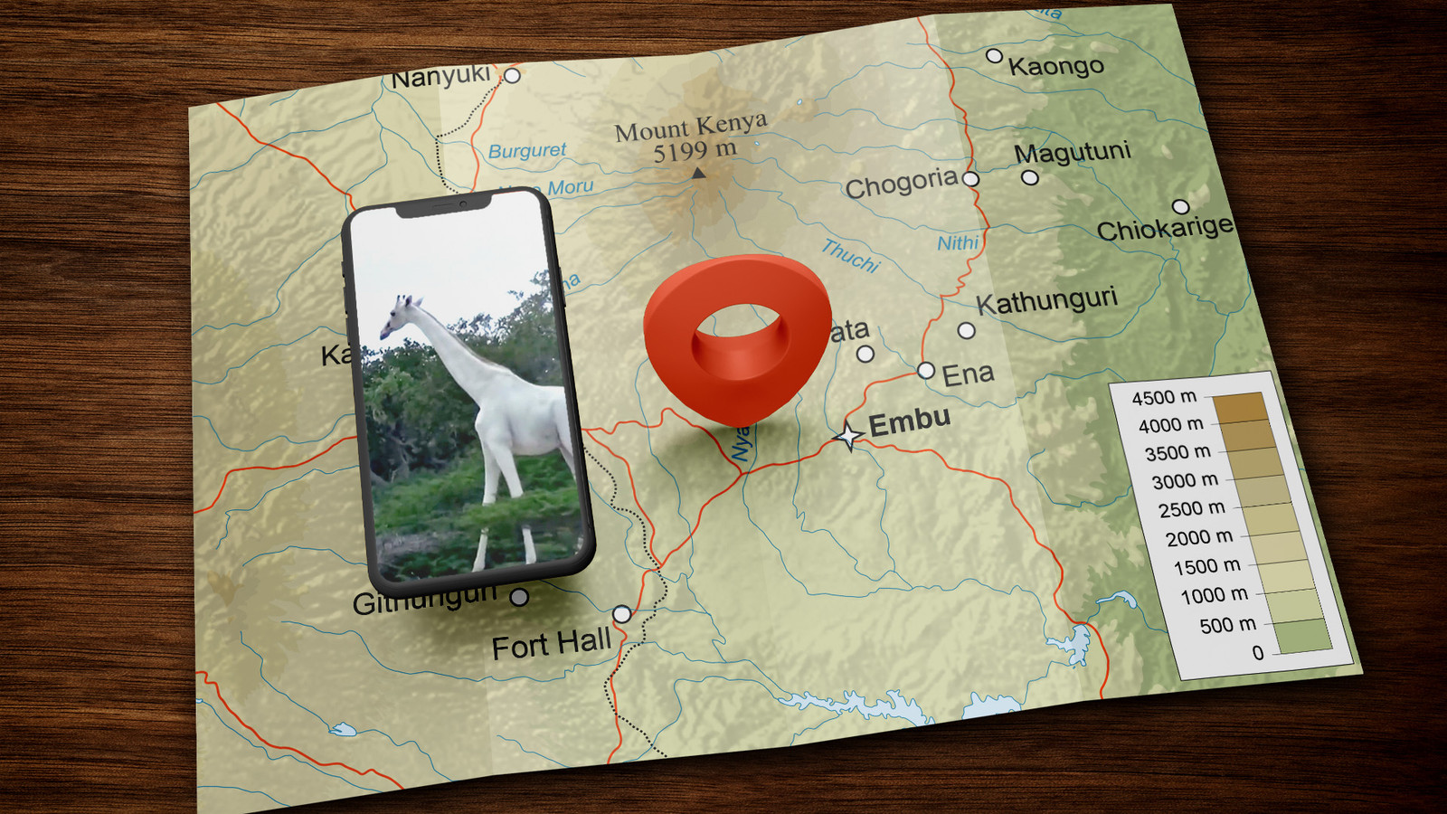 The World's Last White Giraffe Is Fitted With A GPS Tracker For A ...