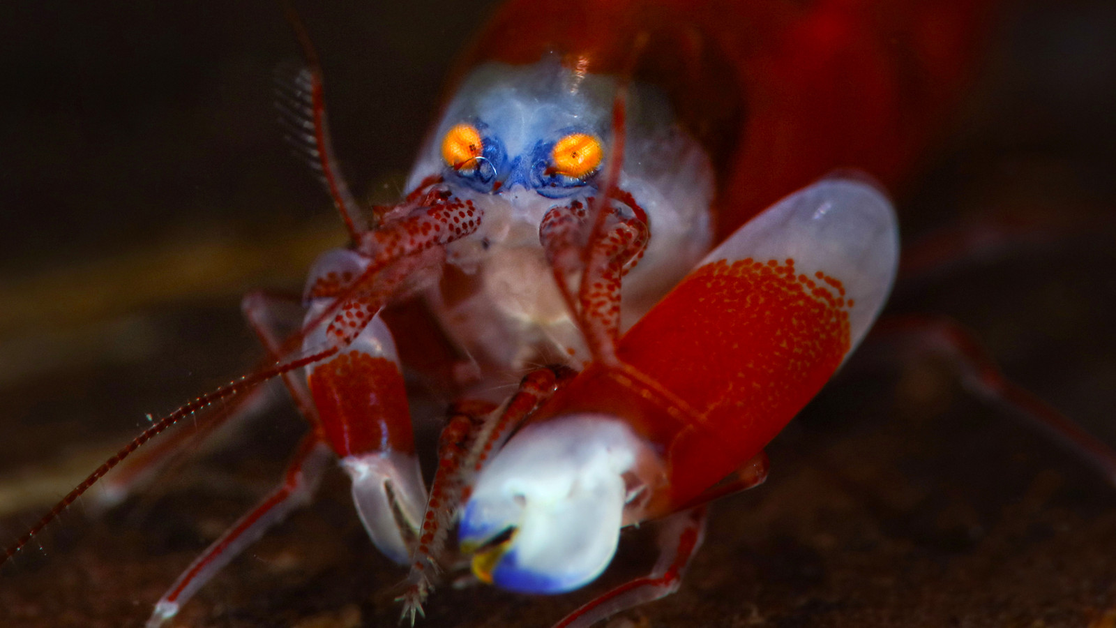The Loudest Animal In The Ocean Is A Shockingly Tiny Creature With A ...