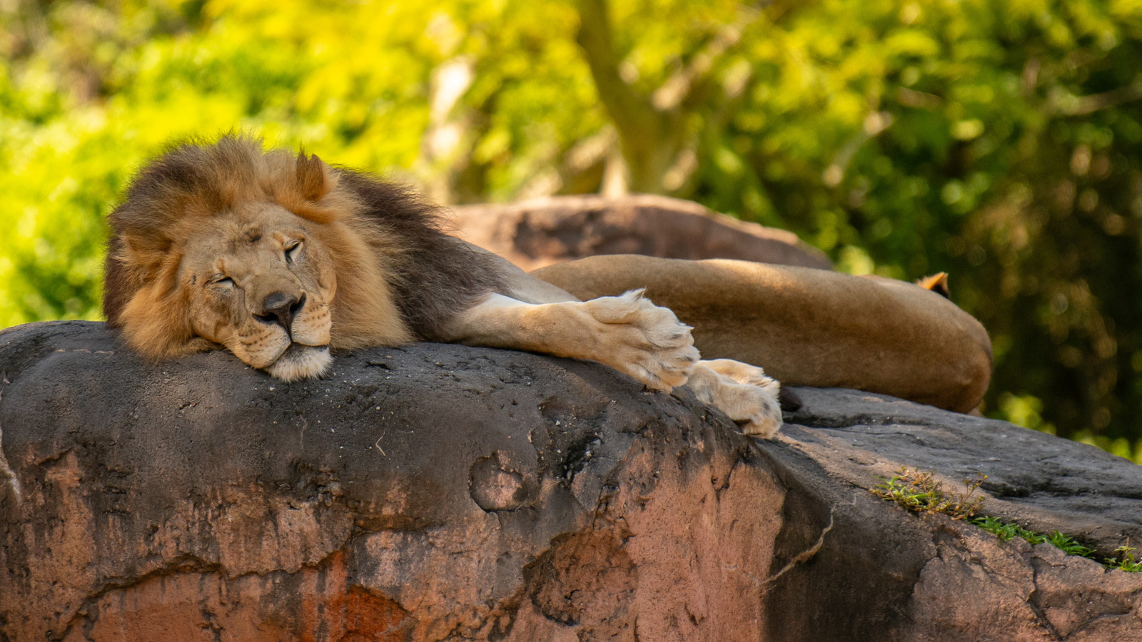 Disney Fans Skeptical About Animal Kingdom's Expansion, Where Are the ...