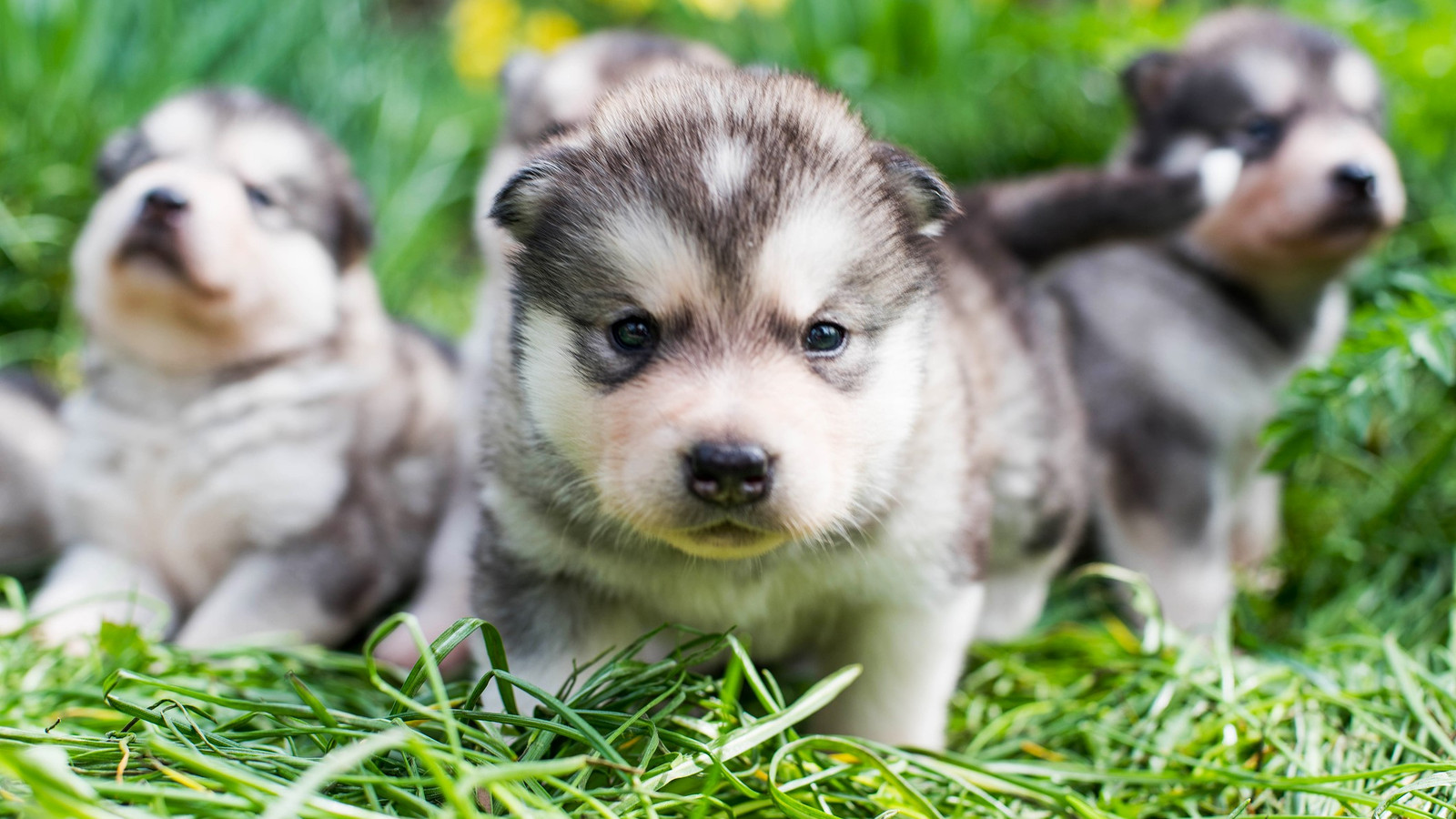 Meet Denali National Park's New Puppies: Squall, Storm, Graupel, Dew ...