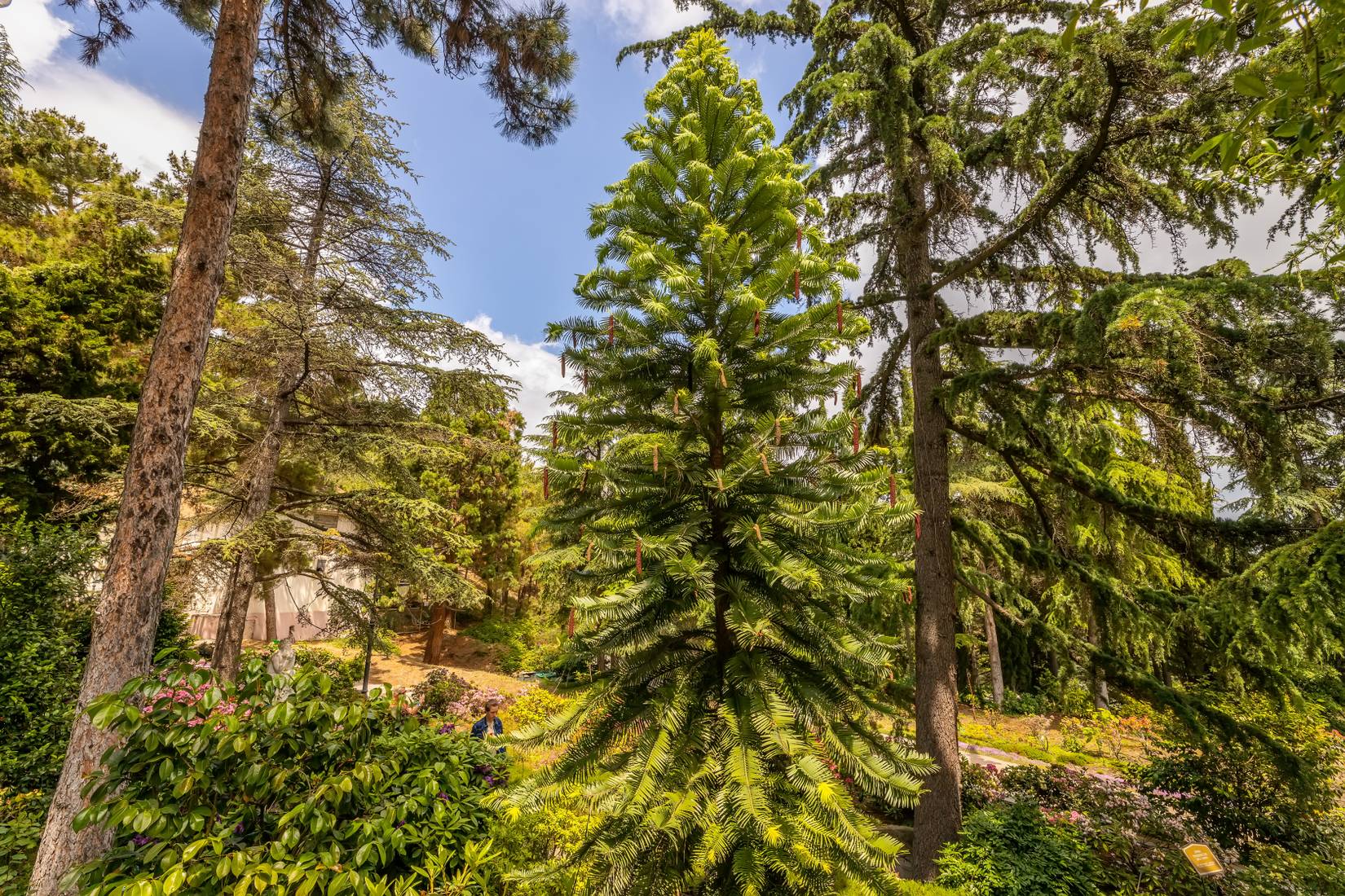 One Of The World's Rarest Trees Dating Back To The Dinosaurs Is Bearing ...