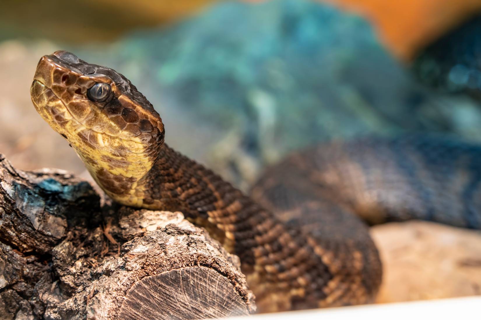 One Of Texas' Most Snake-Infested Lakes Is Also One Of Its Most ...