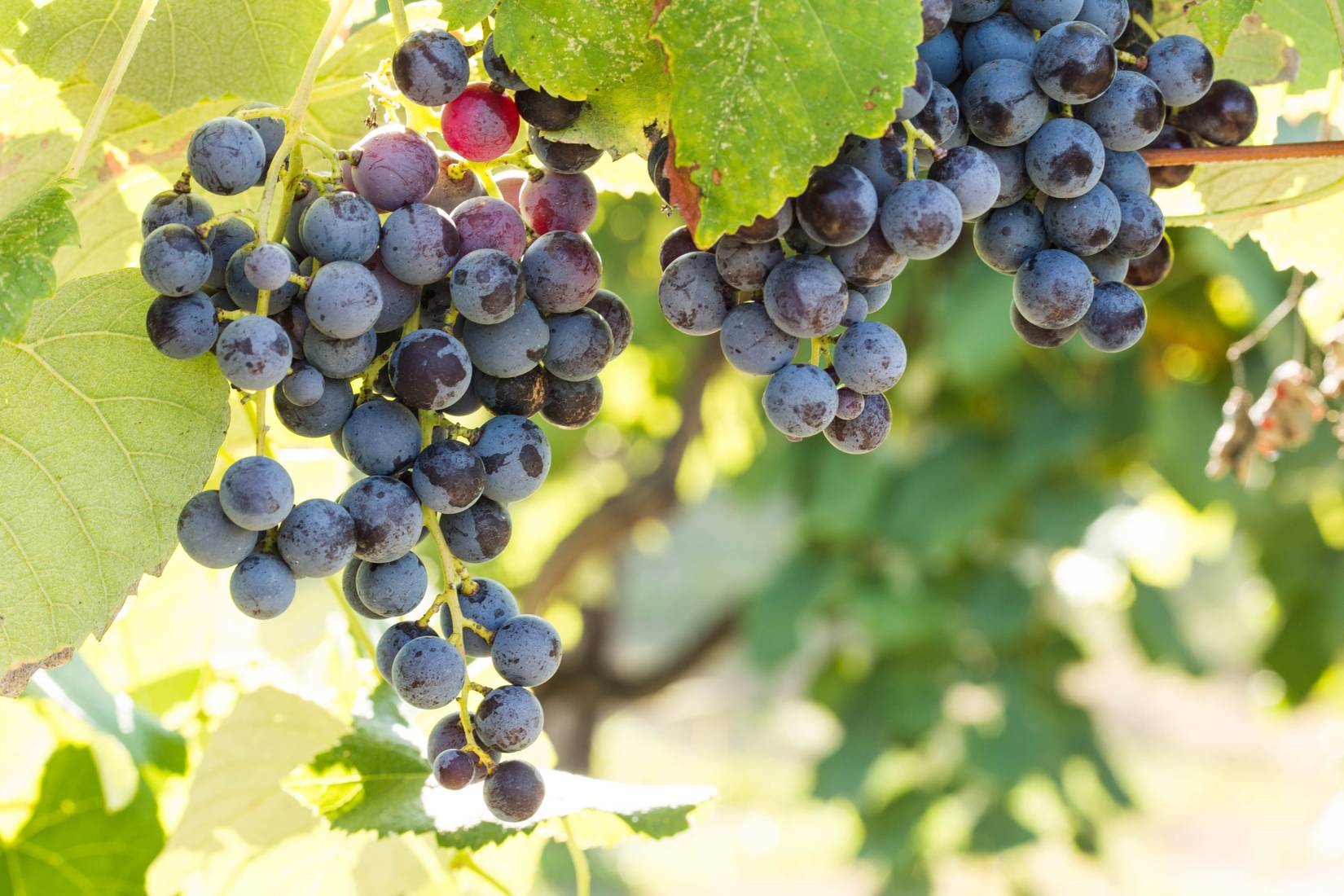 Tennessee’s Perfectly Named Mountain Town Has a Sunrise You’ll Never Forget