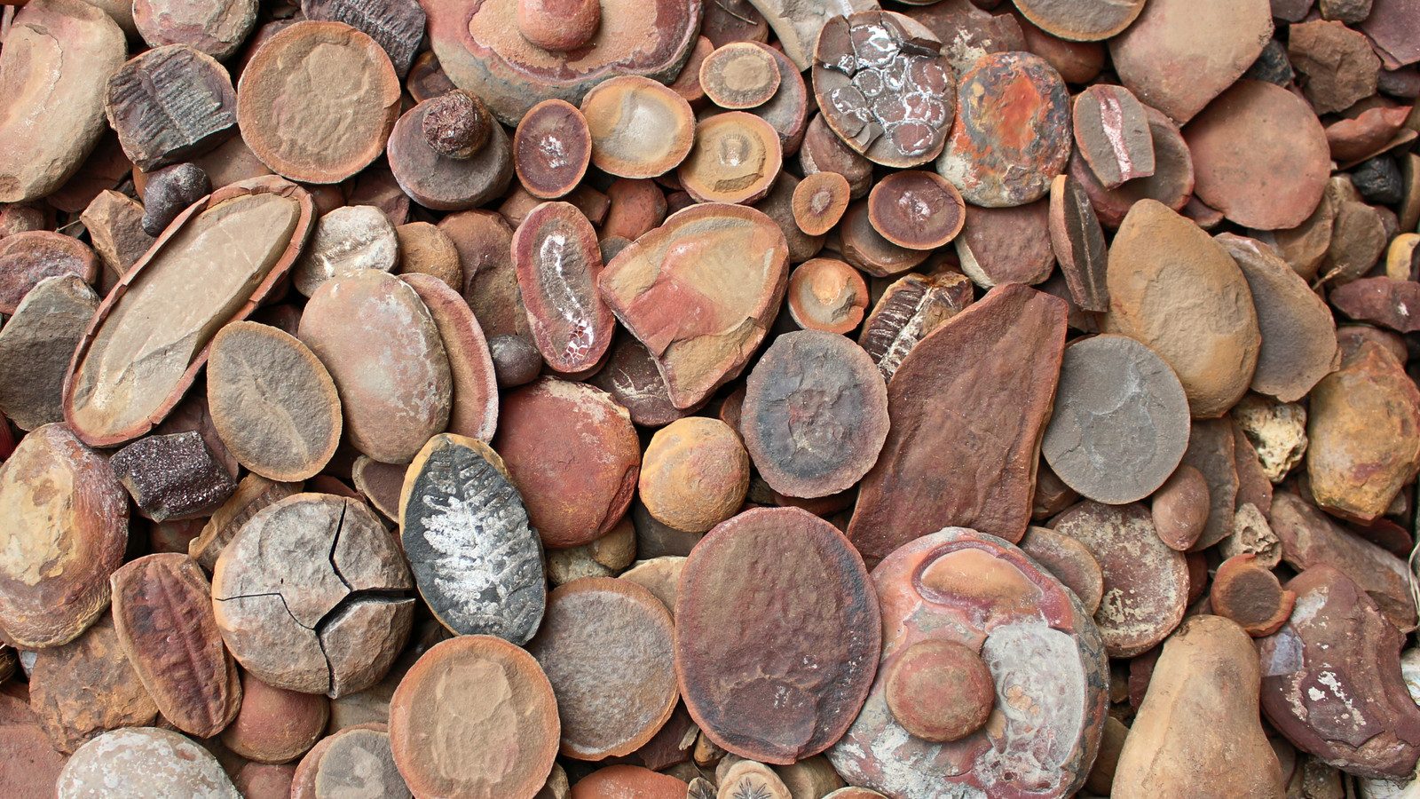 The World's Best-Preserved Fossils Are Found Near This Surprising ...