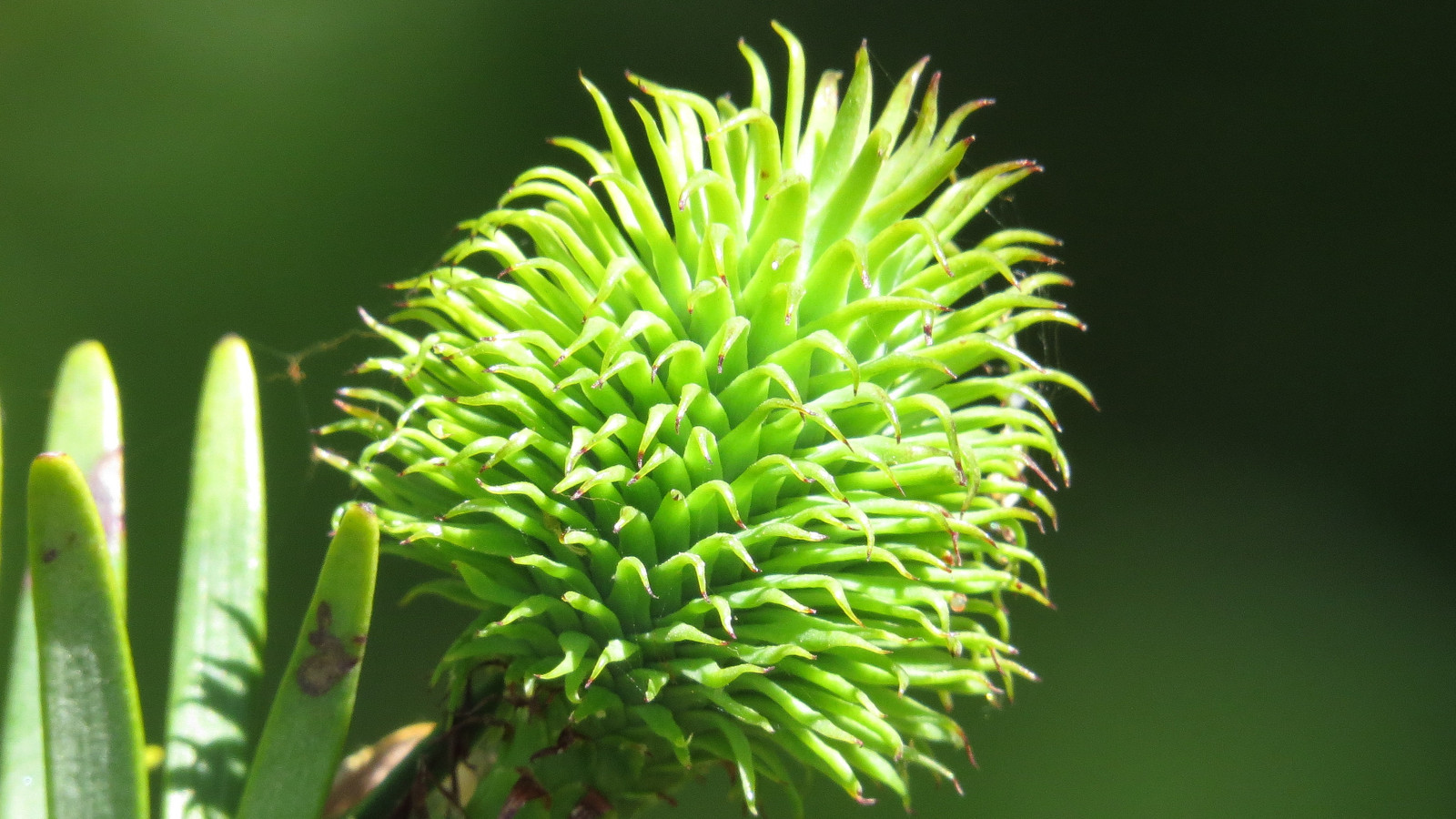 One Of The World's Rarest Trees Dating Back To The Dinosaurs Is Bearing ...