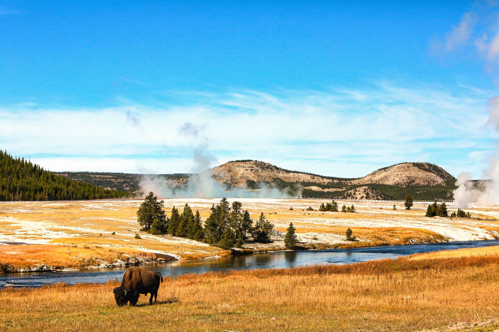 Video Shows Bison's Fatal Fall In Hot Spring At Yellowstone National ...