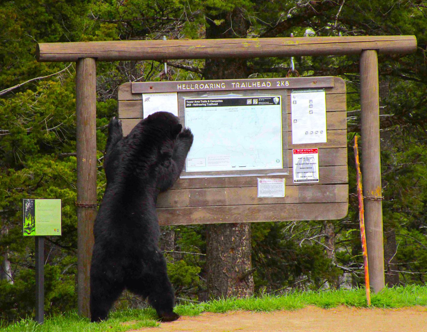 Yellowstone National Park Just Reminded Visitors That This ...