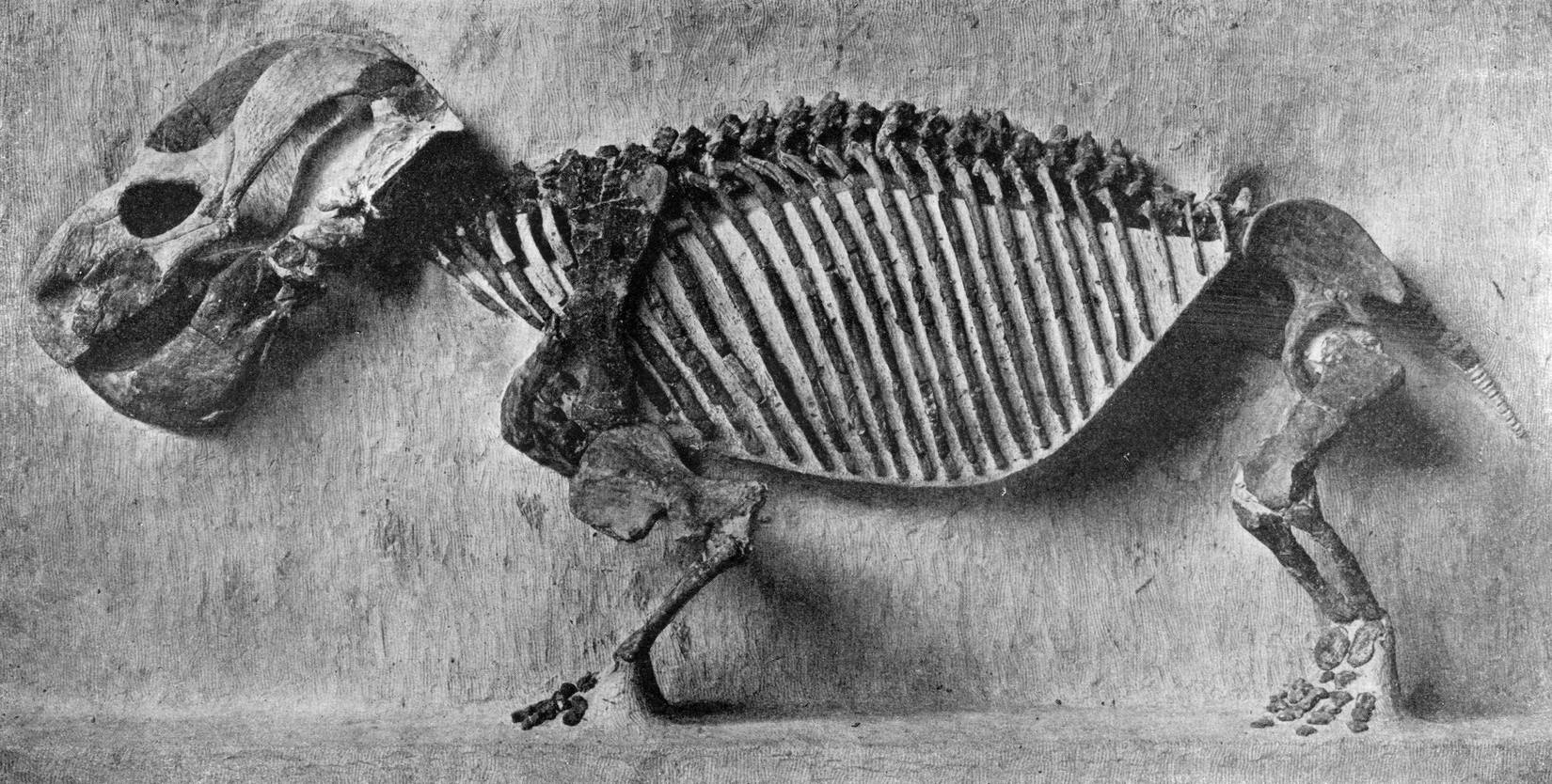 Fossils May Have Inspired 200-Year-Old South African Rock Art