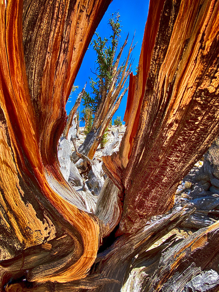 One Of The World's Oldest Trees Lives In An Unexpected U.S. National Forest