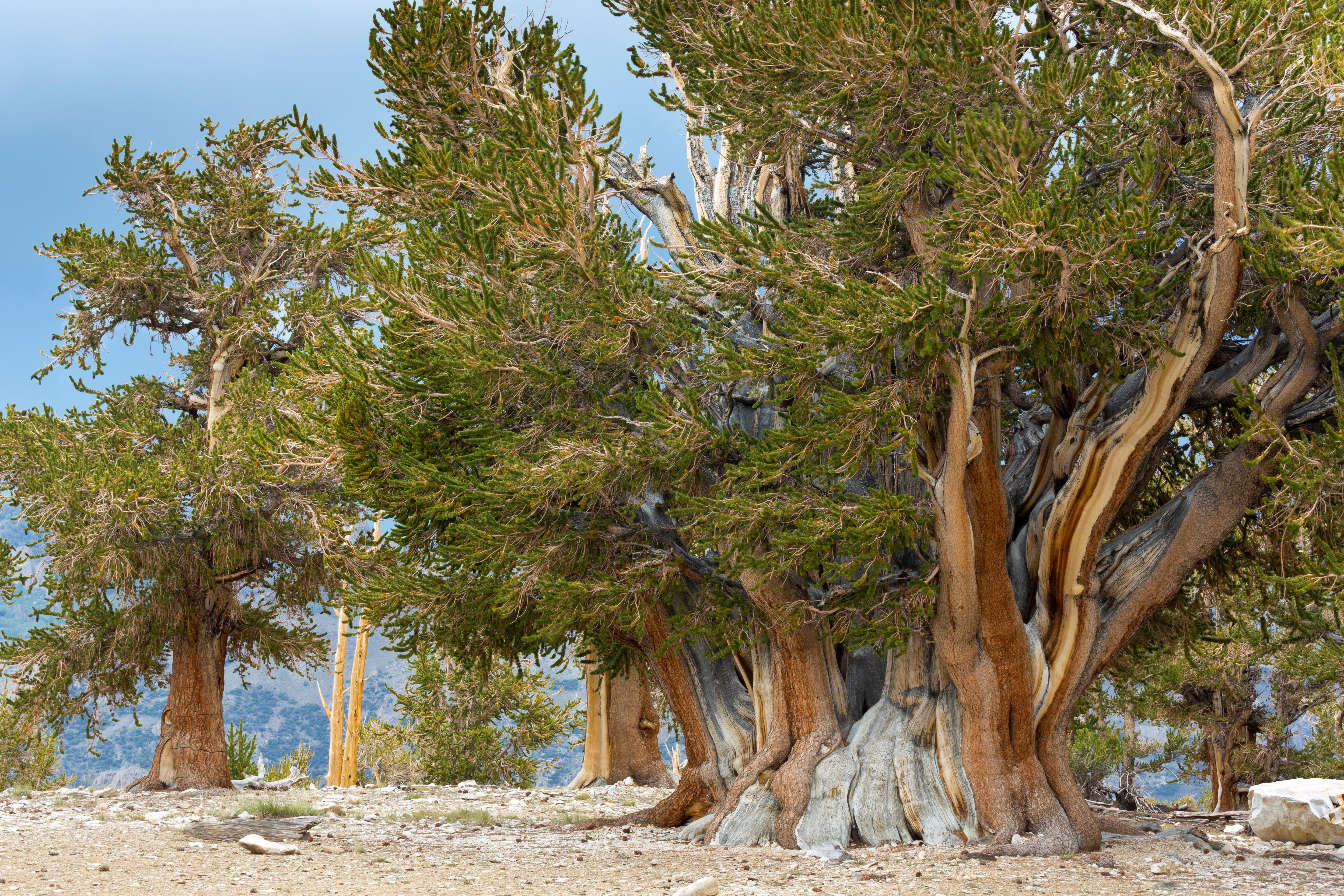 One Of The World's Oldest Trees Lives In An Unexpected U.S. National Forest