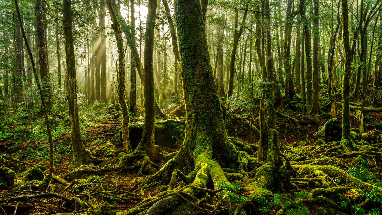 The World's Deadliest Forest Is Also One Of The Most Beautiful