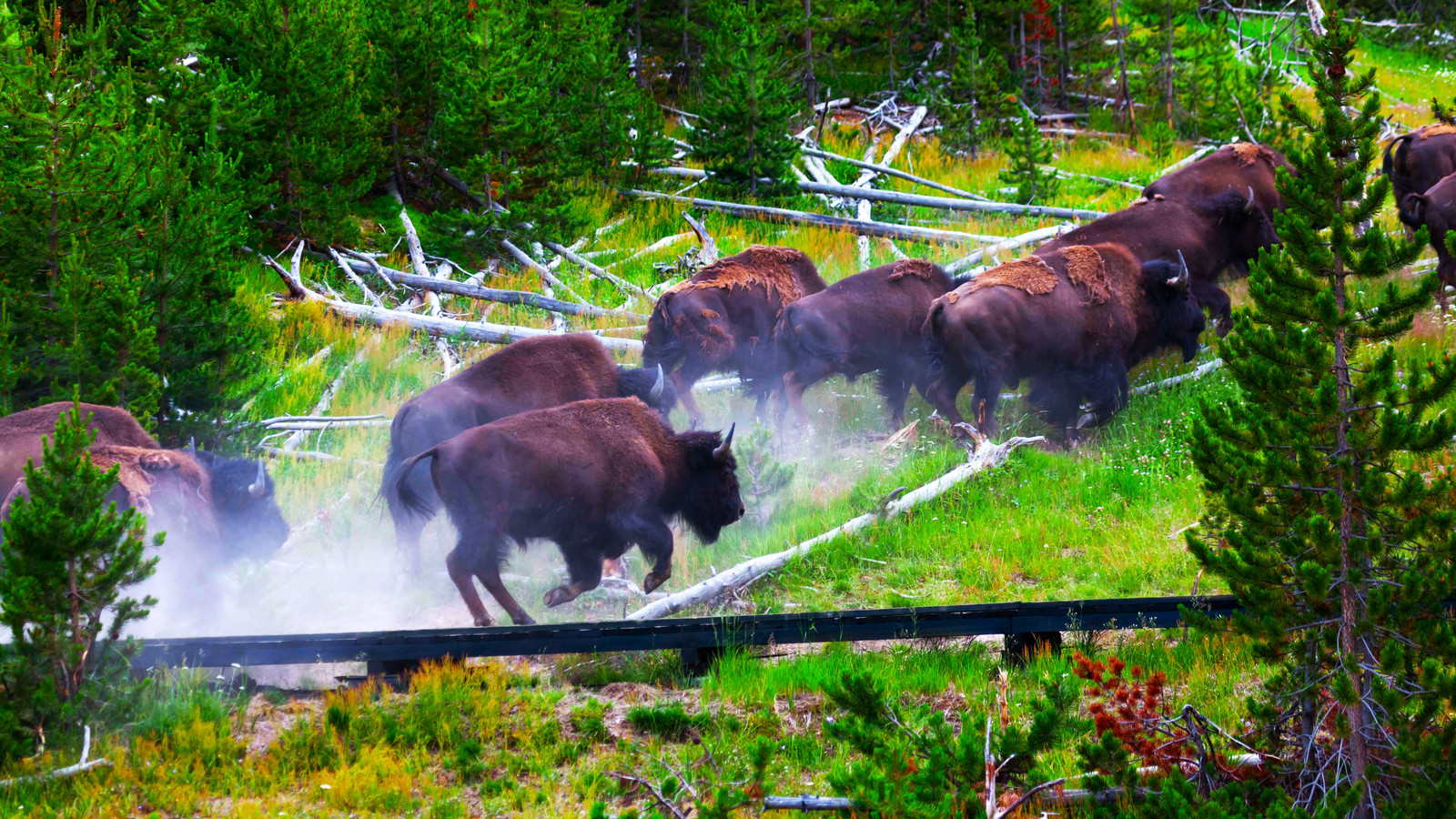 Yellowstone's Fleeing Animals Spark Imminent Volcanic Eruption Concerns, But Experts Say What’s ...
