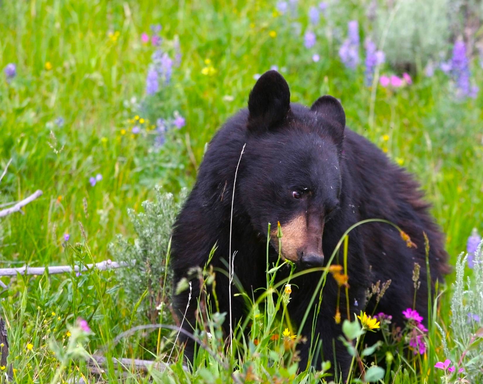 Yellowstone National Park Reveals Sad Reality Behind Why It Just Killed ...