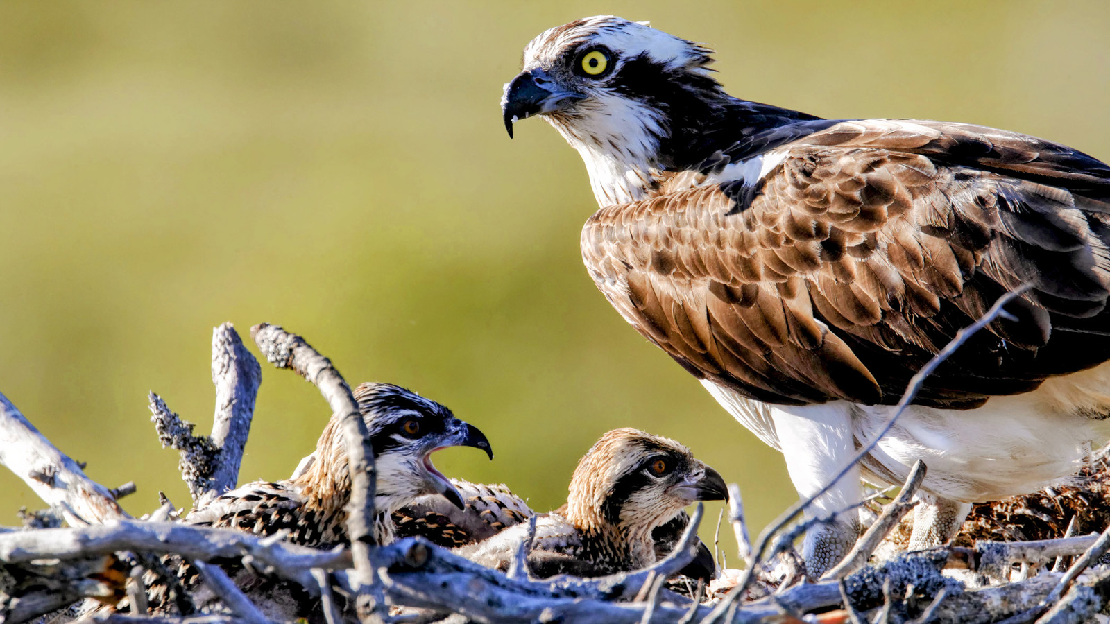 Why That Drone Flight Over Yellowstone’s Osprey Nest Could Have Serious ...