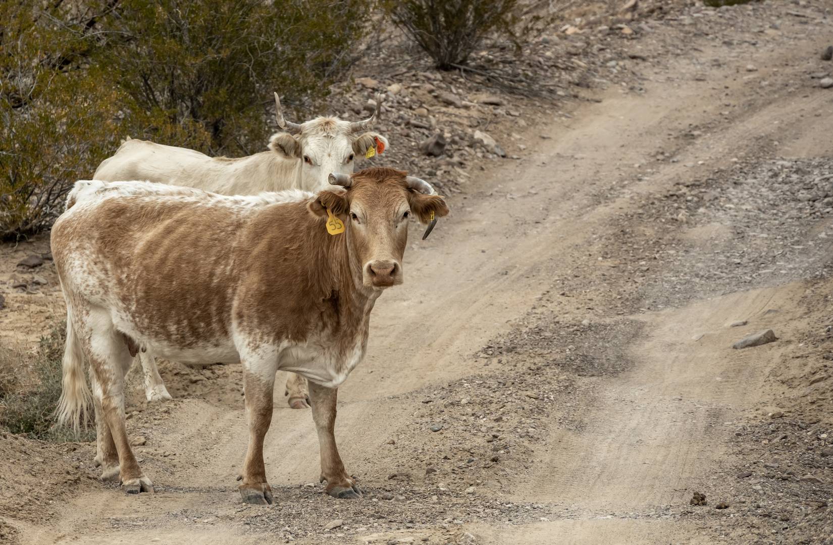 Illegal Visitors From Over The U.S.-Mexico Border Are Destroying An ...