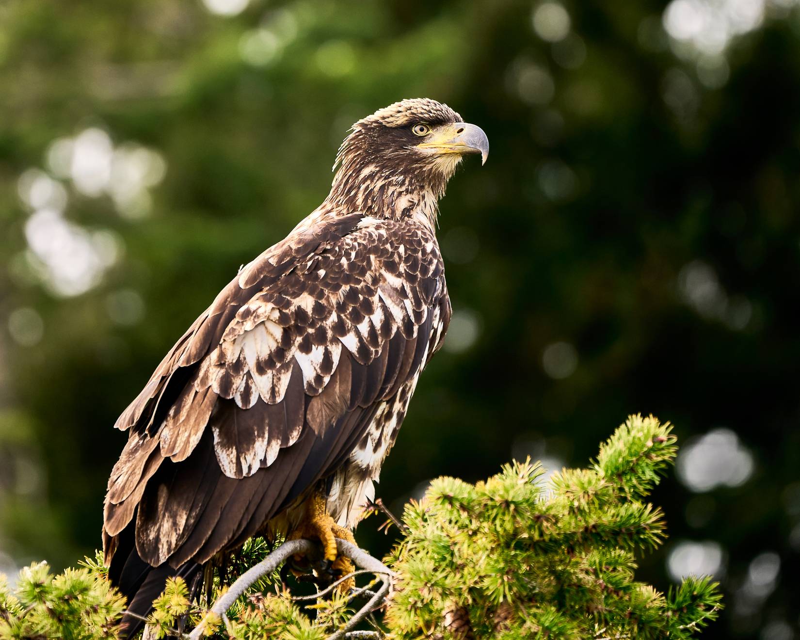 Big Bear Eaglets Sunny And Gizmo's Disappearance Still Hurts Fans As ...