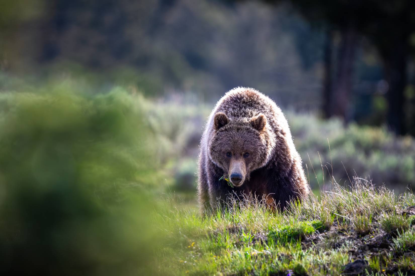 Yellowstone Biologists Sound The Alarm Over Latest Grizzly Bear Record ...