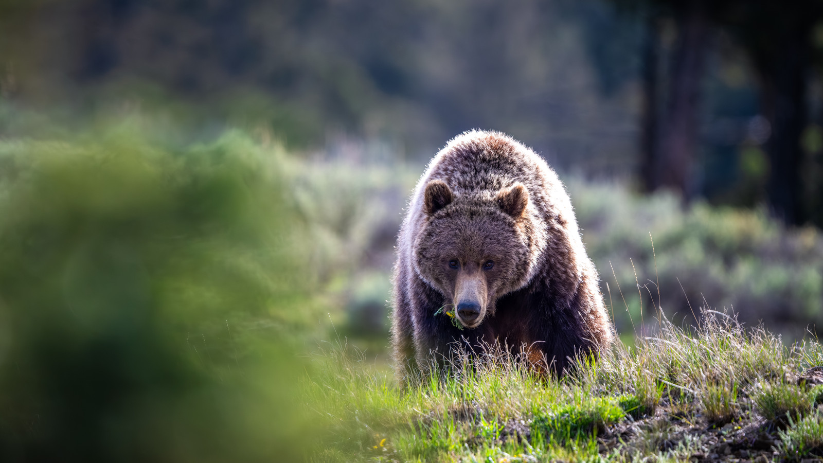 Yellowstone National Park Has A Grizzly Bear Problem: Here's How They ...
