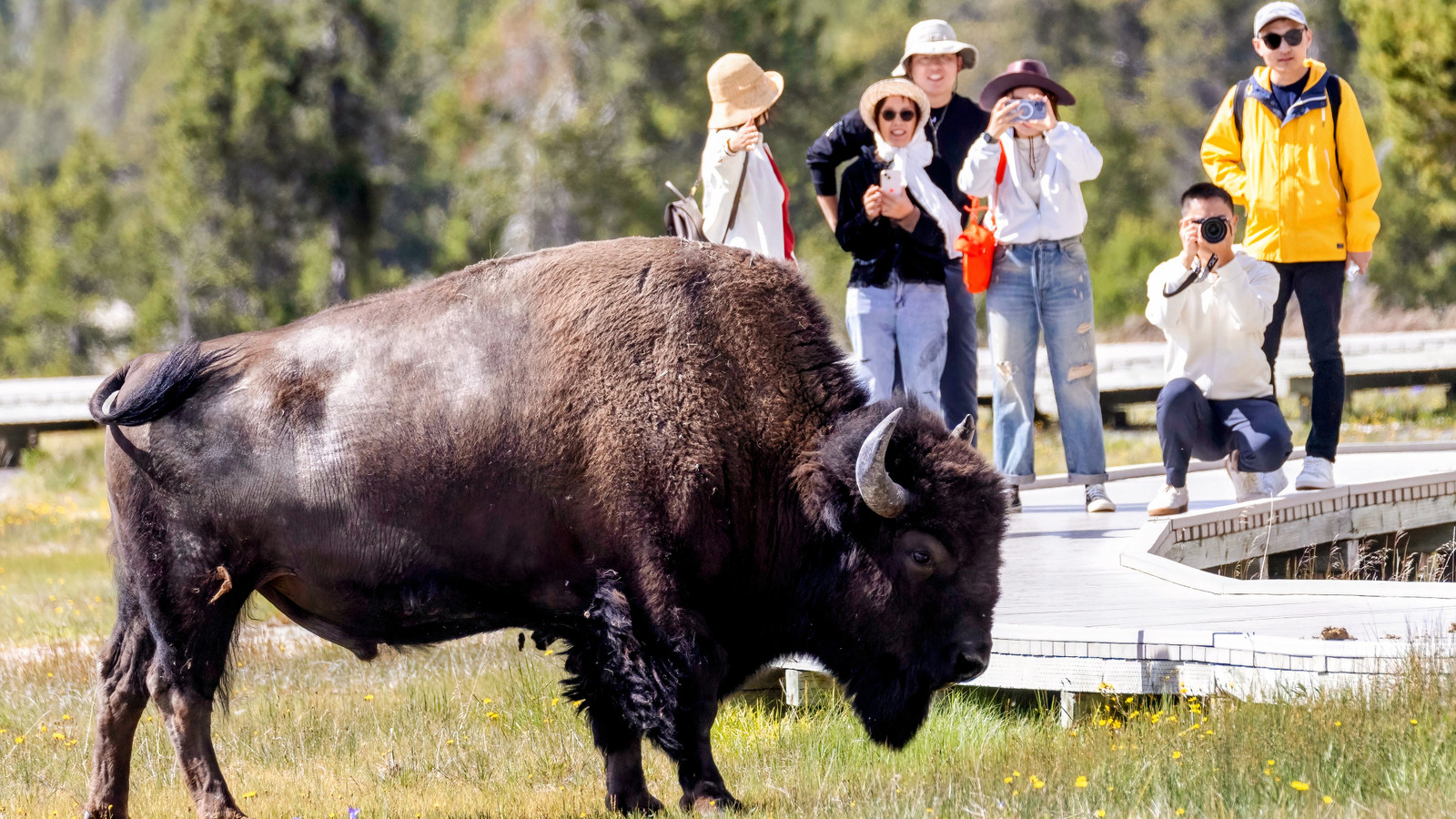 One Of The Greatest Threats To Animals In The National Parks Is Social ...