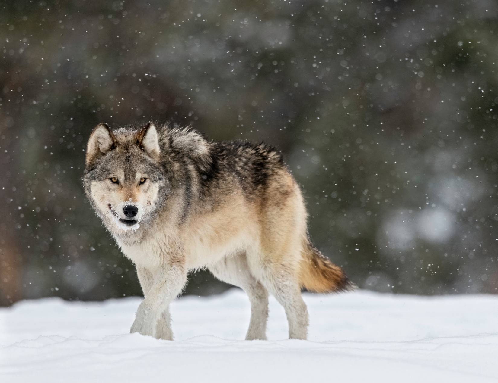 Yellowstone National Park’s Beloved Animal Baffles Scientists After ...