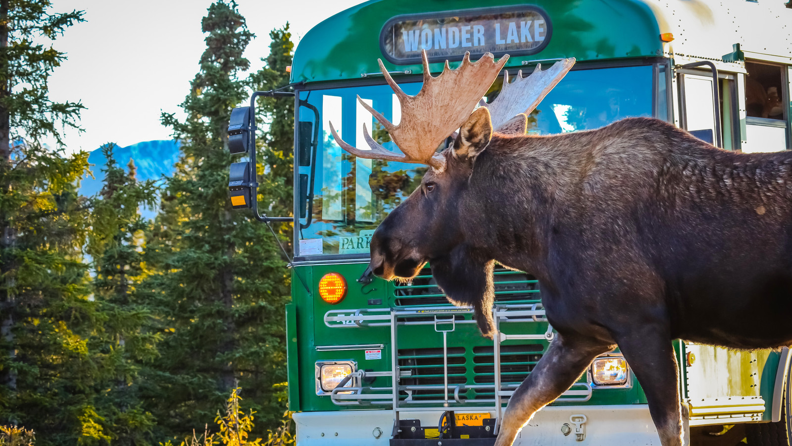 Tragic Moose Collision Near Alaska National Park Is A “Sobering ...