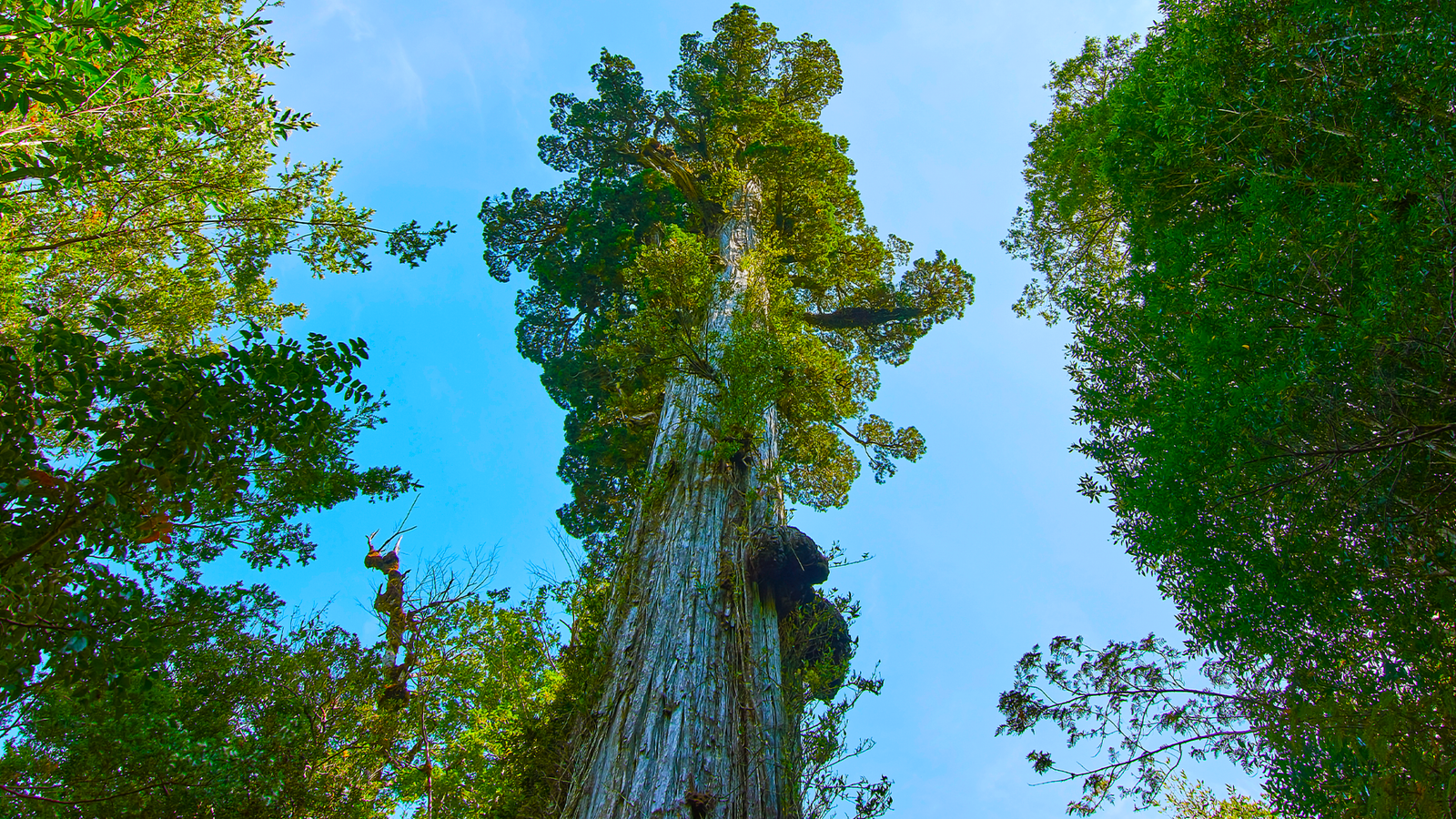 This 5,000-Year-Old Tree Witnessed The Rise And Fall Of One Of The ...