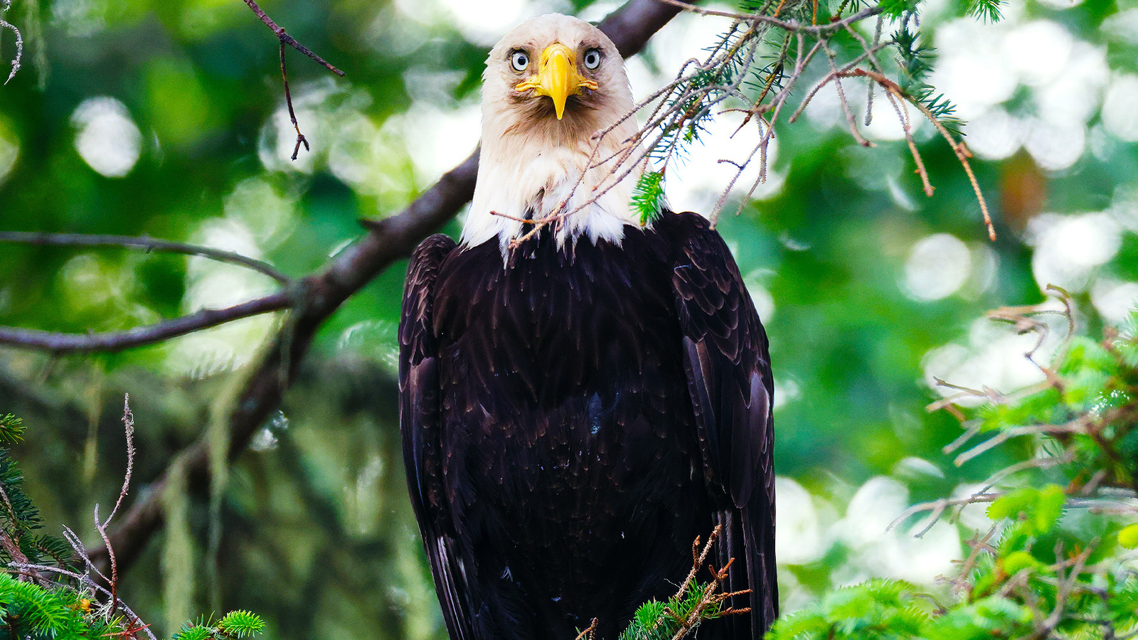 This Beloved National Park Is One Of The Best Places To Spot Bald ...